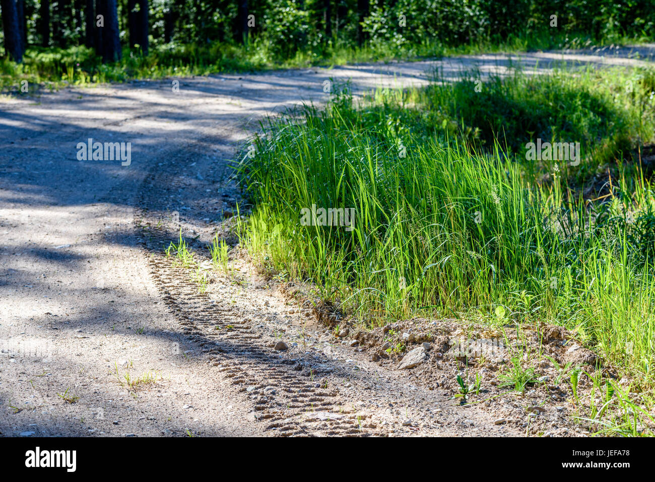 empty road with tire tracks in the countryside with forest in ...