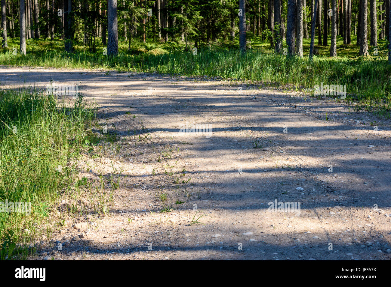 empty road with tire tracks in the countryside with forest in ...