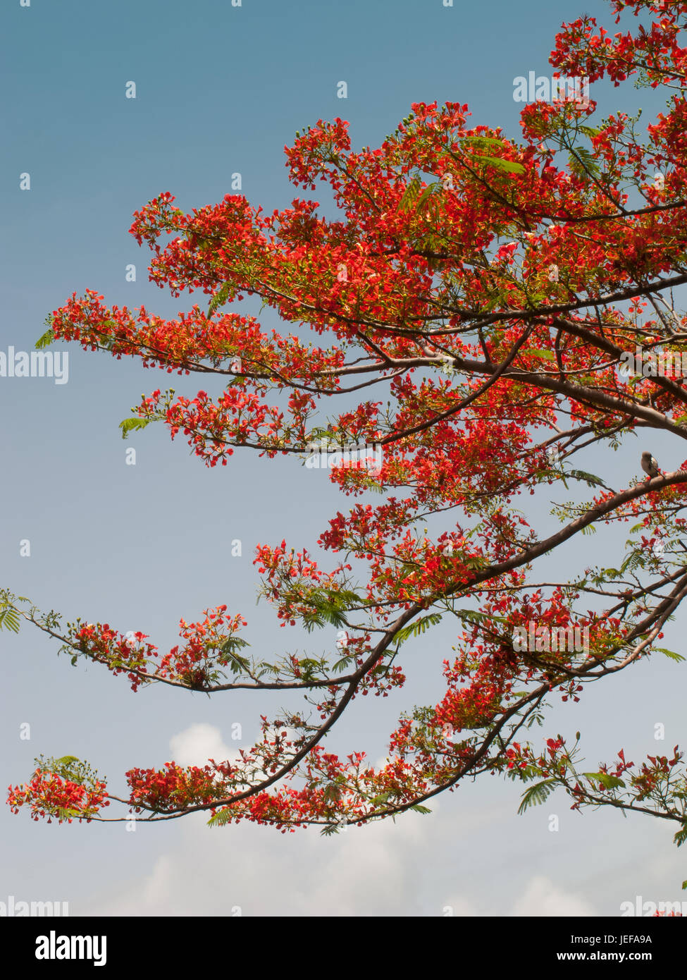Flamboyant Tree at Firefly Mustqiue Stock Photo - Alamy