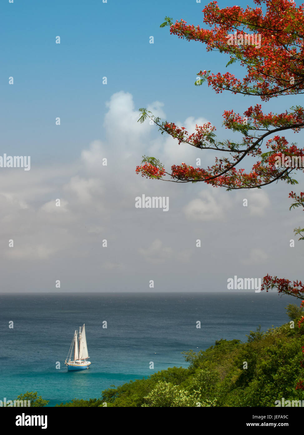 Flamboyant Tree at Firefly Mustqiue overlooking Britainnia Bay ...