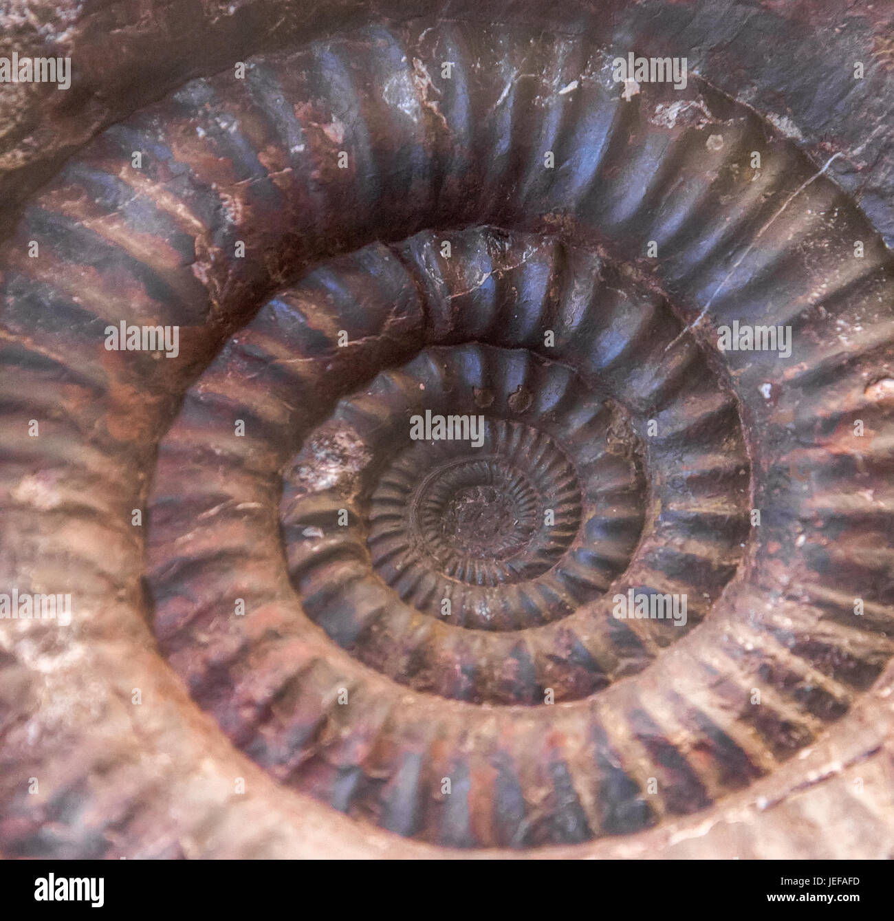 Ammonite circles hi-res stock photography and images - Alamy