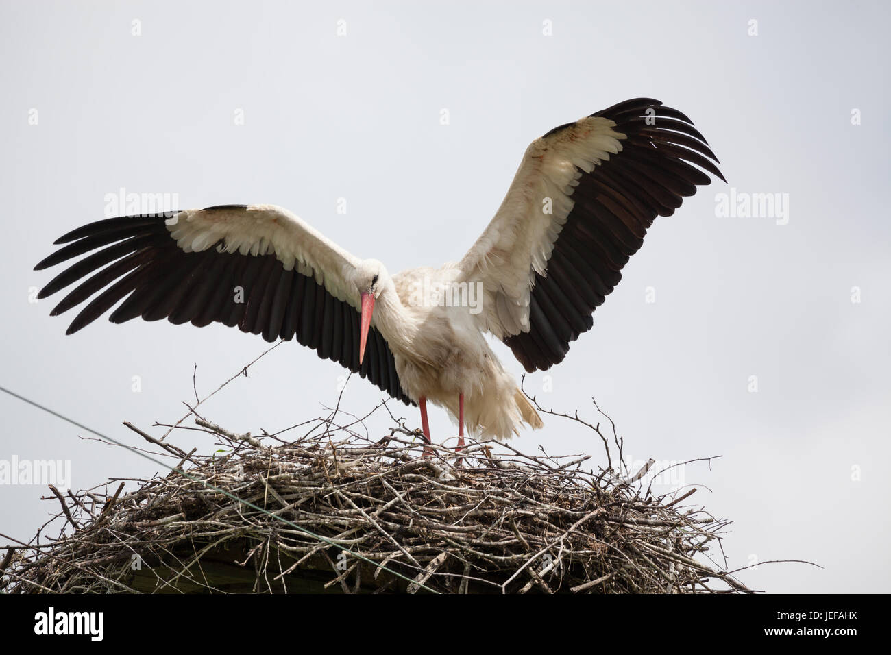 The adult white stork in a nest has raised wings Stock Photo - Alamy