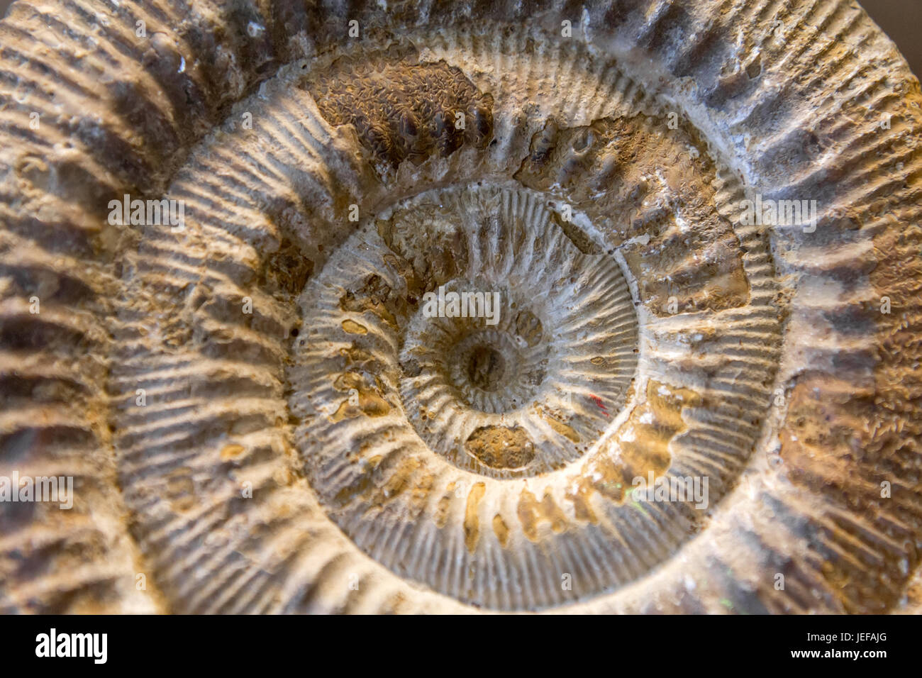 Ammonite circles hi-res stock photography and images - Alamy
