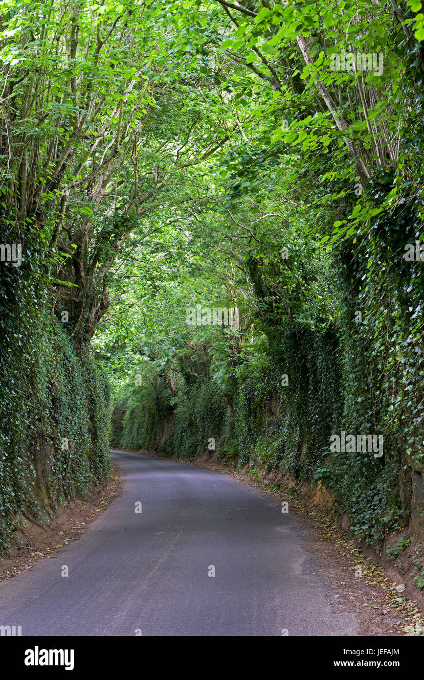 Sunken lane uk summer hi-res stock photography and images - Alamy