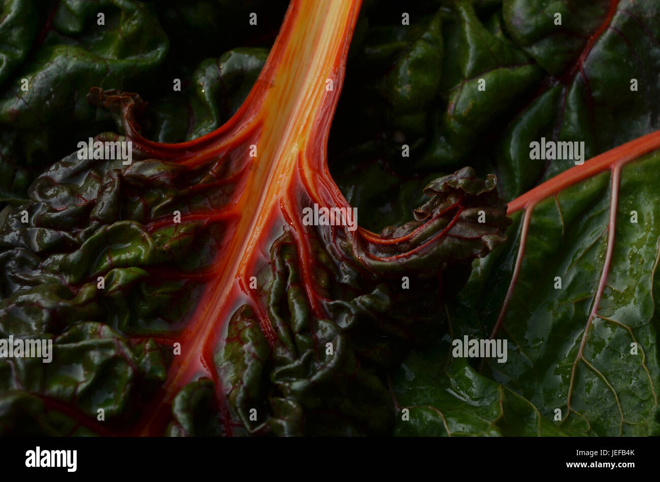 Preparing red chard hi-res stock photography and images - Alamy