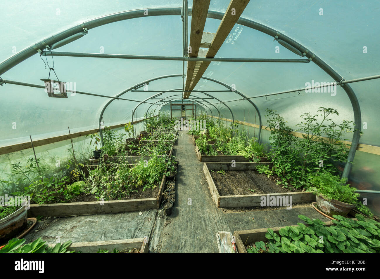 Wide-angle fisheye view inside a polytunnel growing vegetables ...