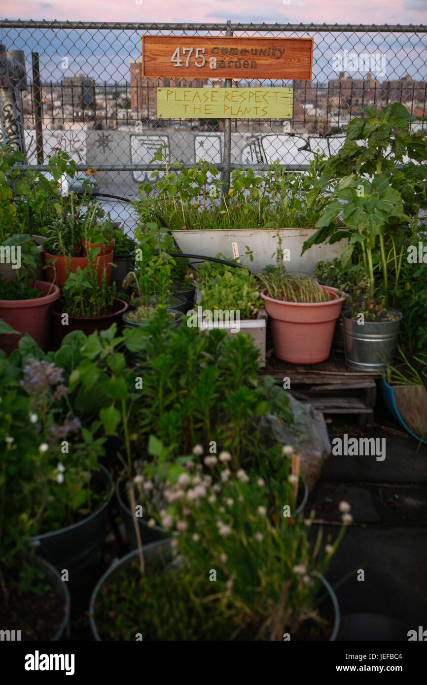 Community rooftop orchard garden in a building in Williamsburg ...