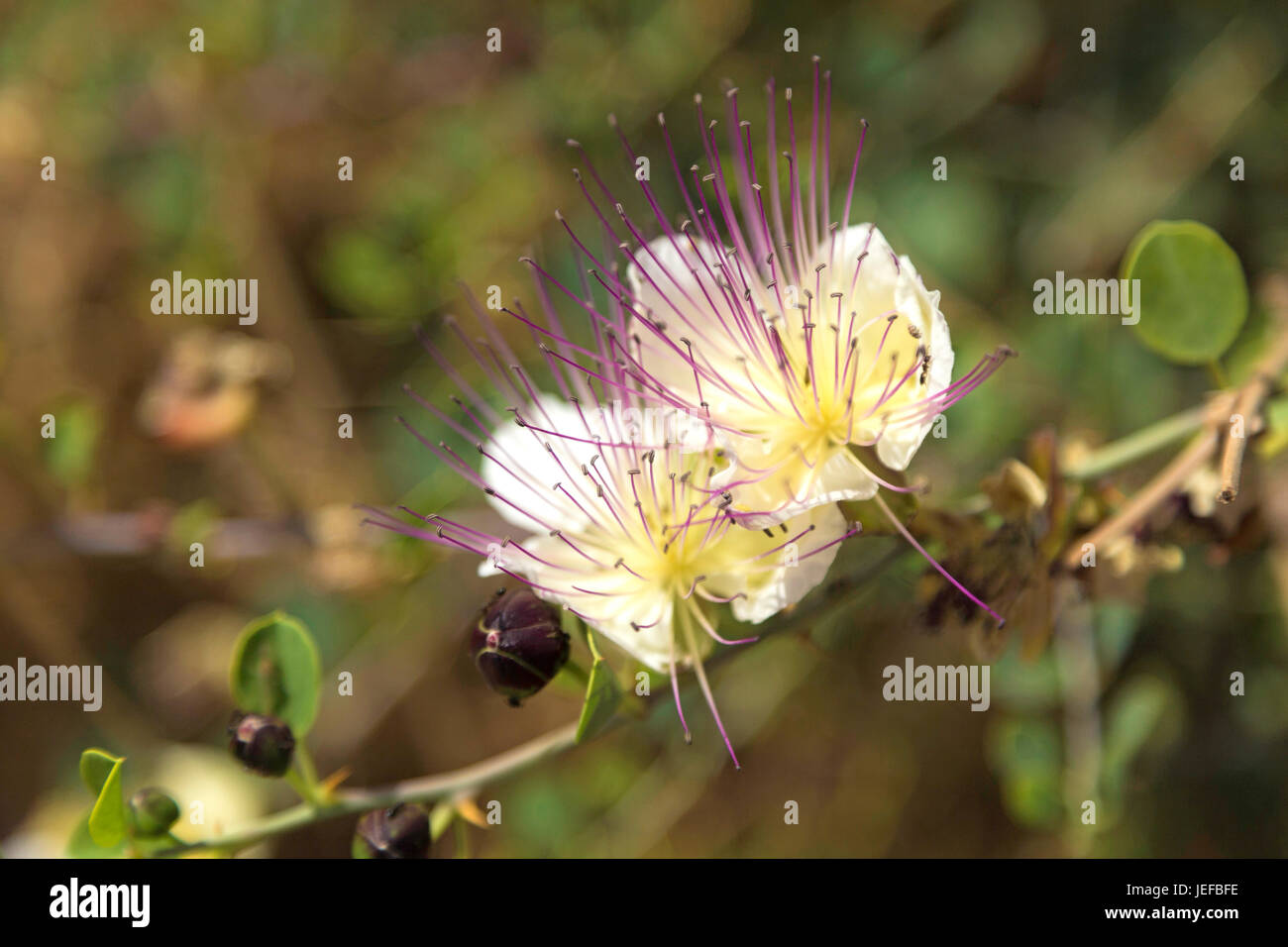 Capparis spinosa L, Common caper, flowering on Mount Arbel, Israel ...