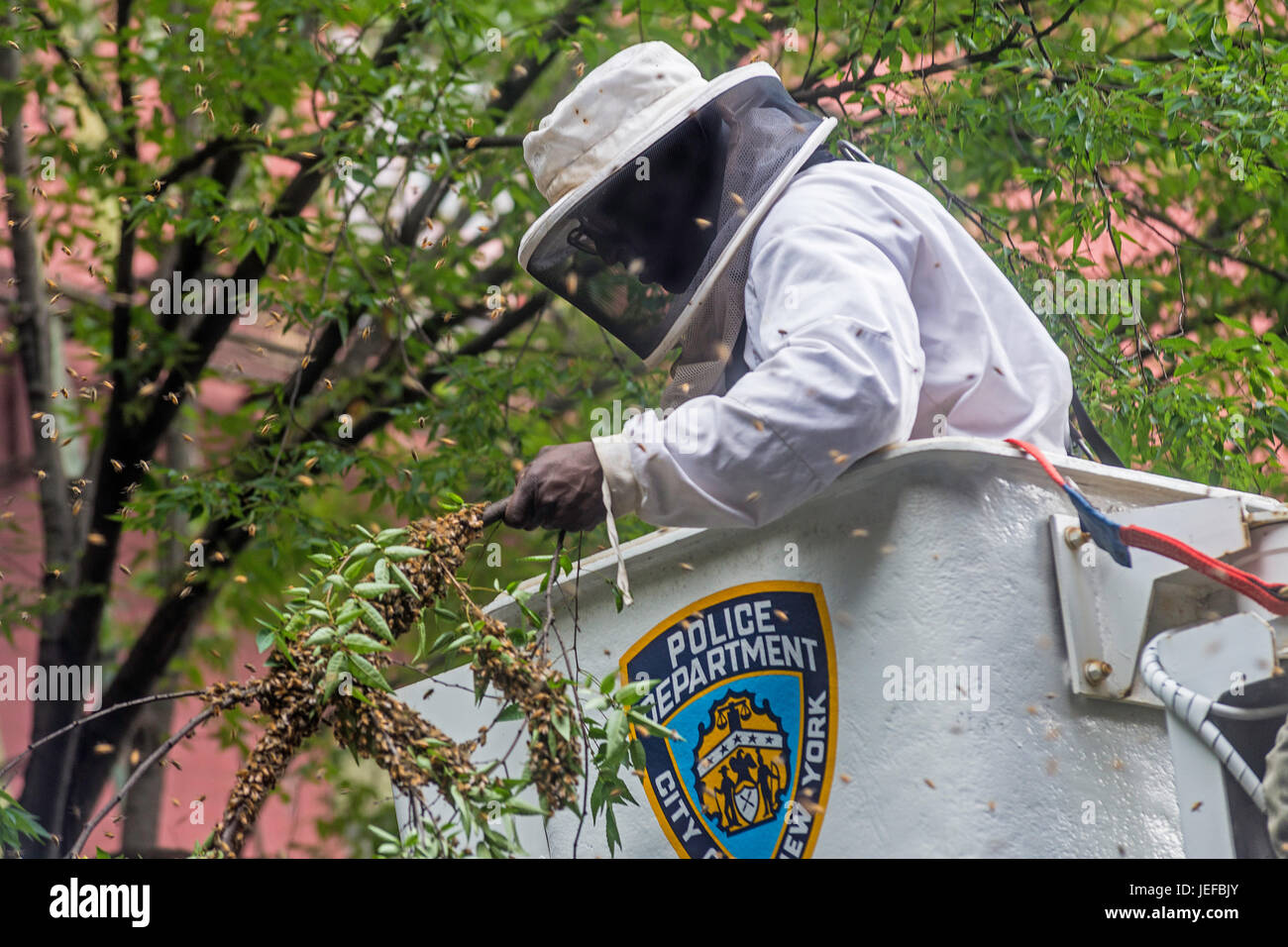 New York, NY 21 June 2017 - A Beekeeper and member of the NYPD ...