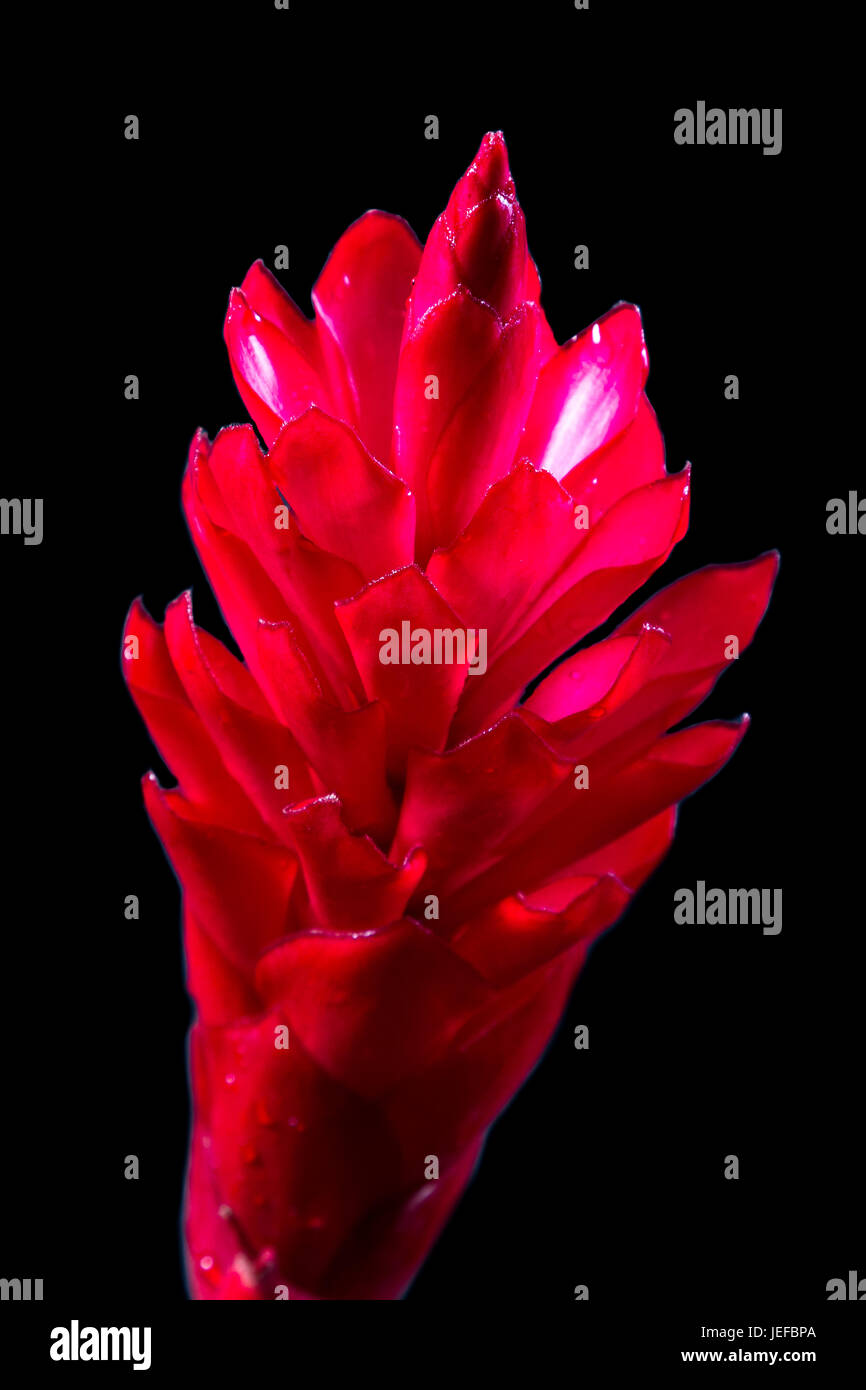 close up of a vivid red ginger bloom isolated on a black background ...