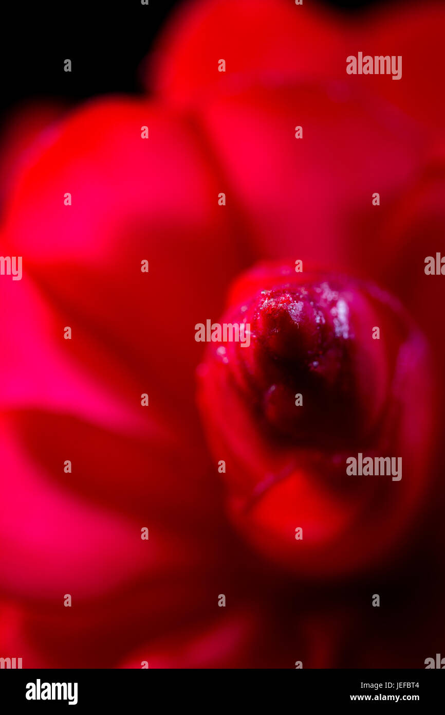 close up of a vivid red ginger bloom isolated on a black background ...