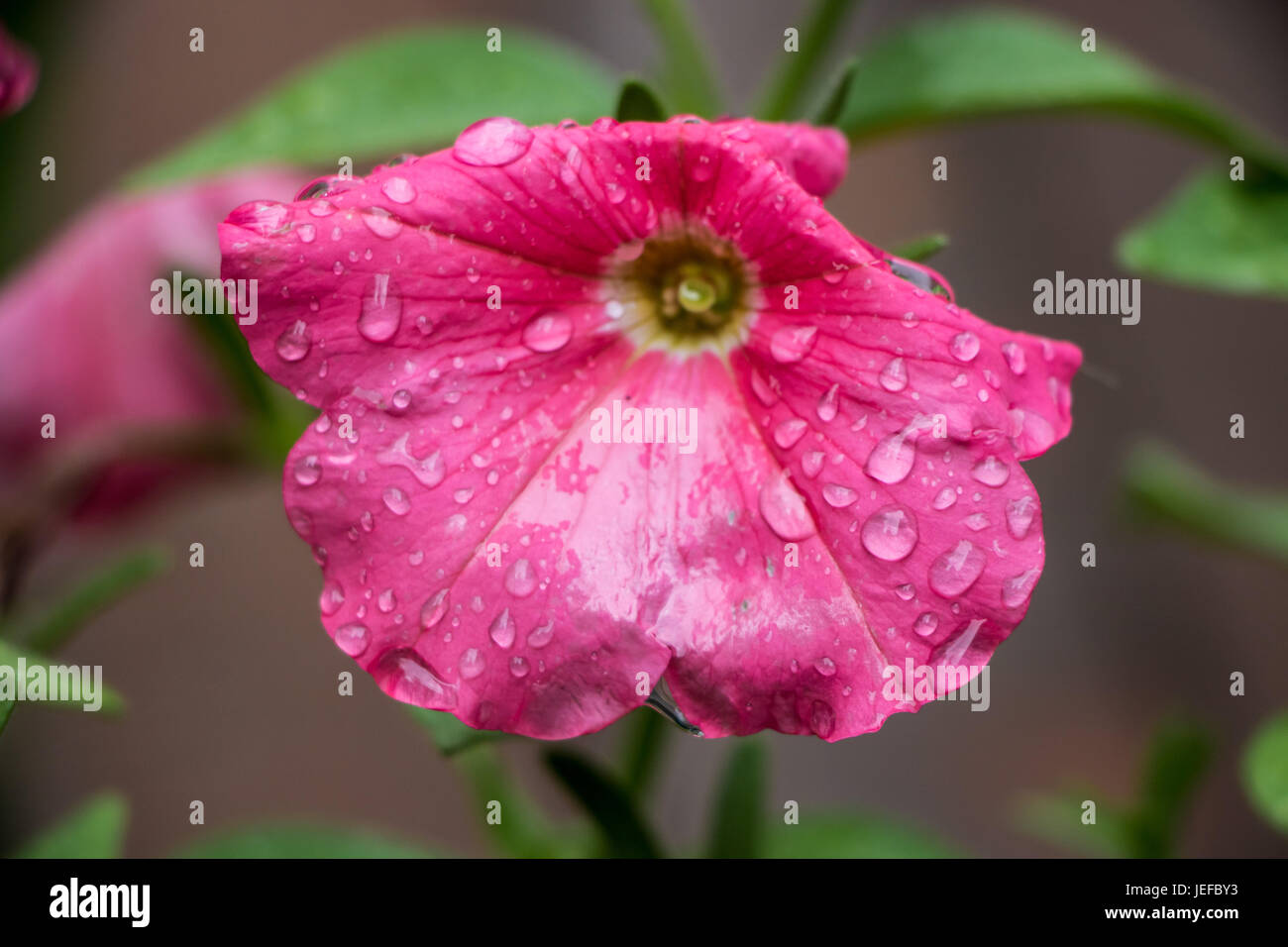 Rain Droplets on Pink Flower Stock Photo - Alamy