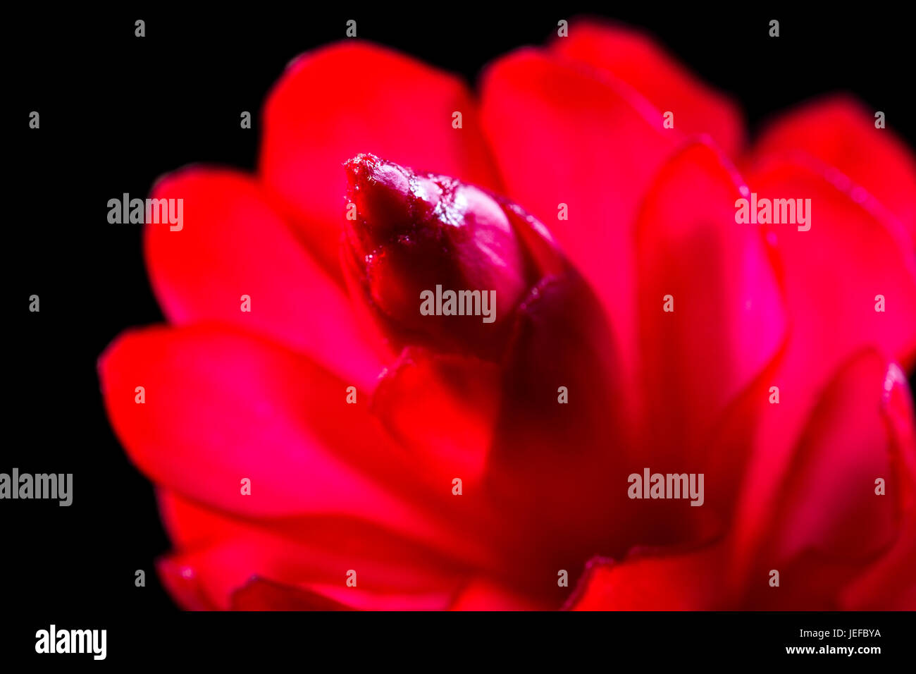 close up of a vivid red ginger bloom isolated on a black background Stock Photo - Alamy