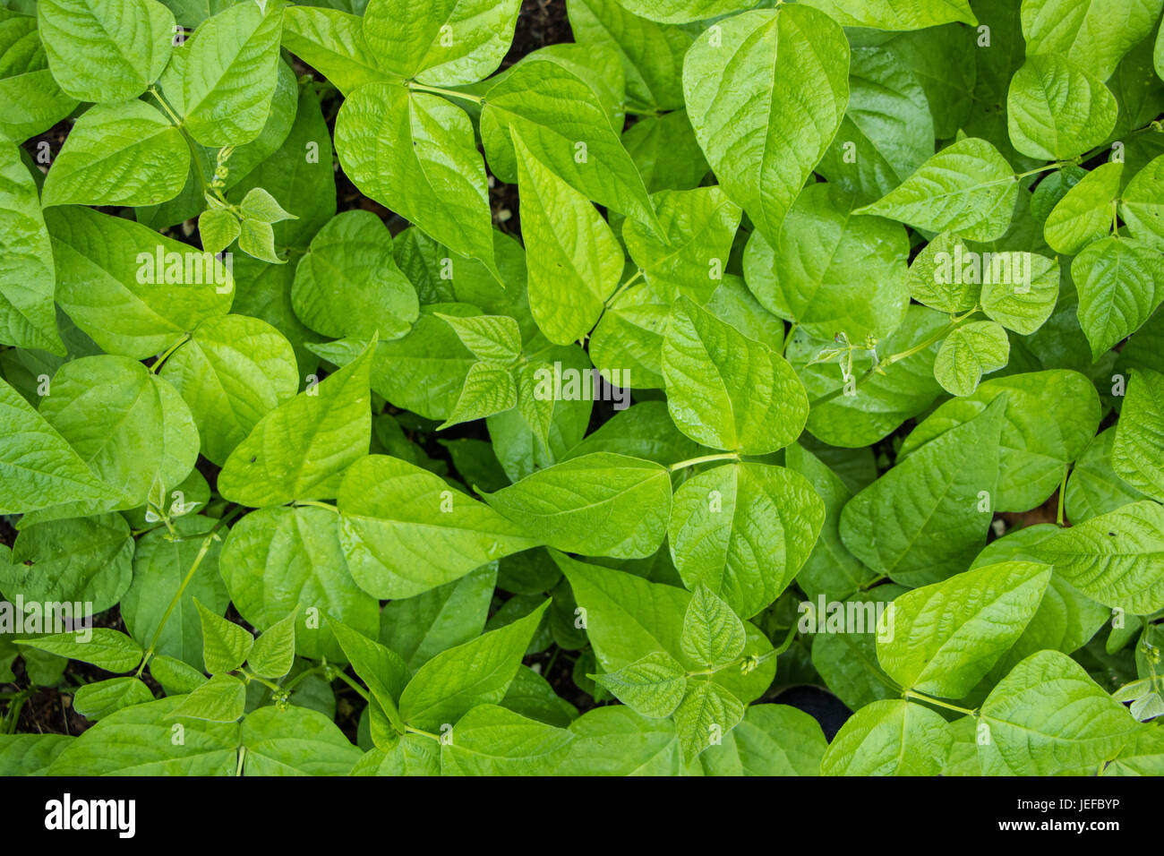 Bean Plant Garden Texture Stock Photo - Alamy