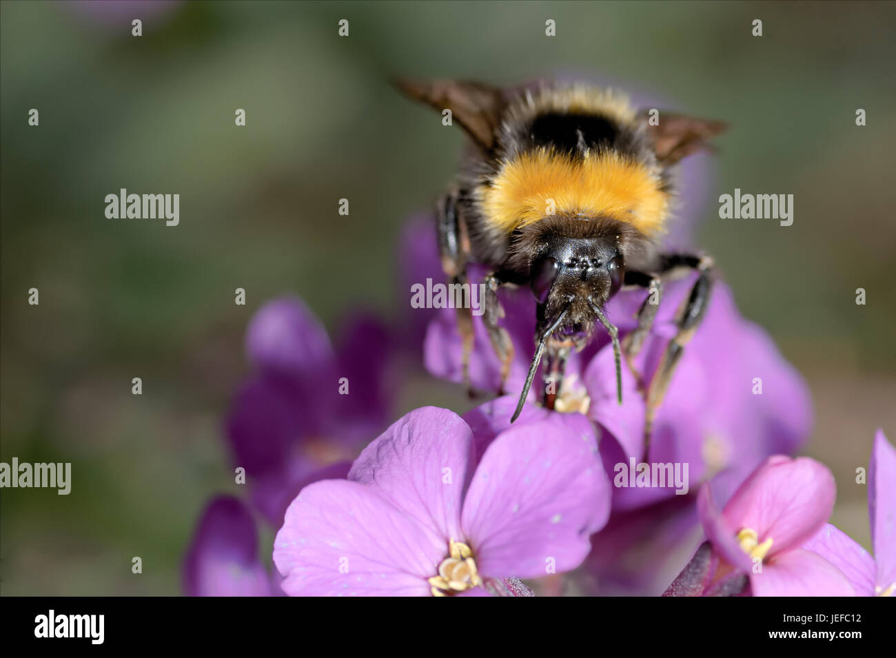 Bumble Bee On Flower Stock Photo - Alamy