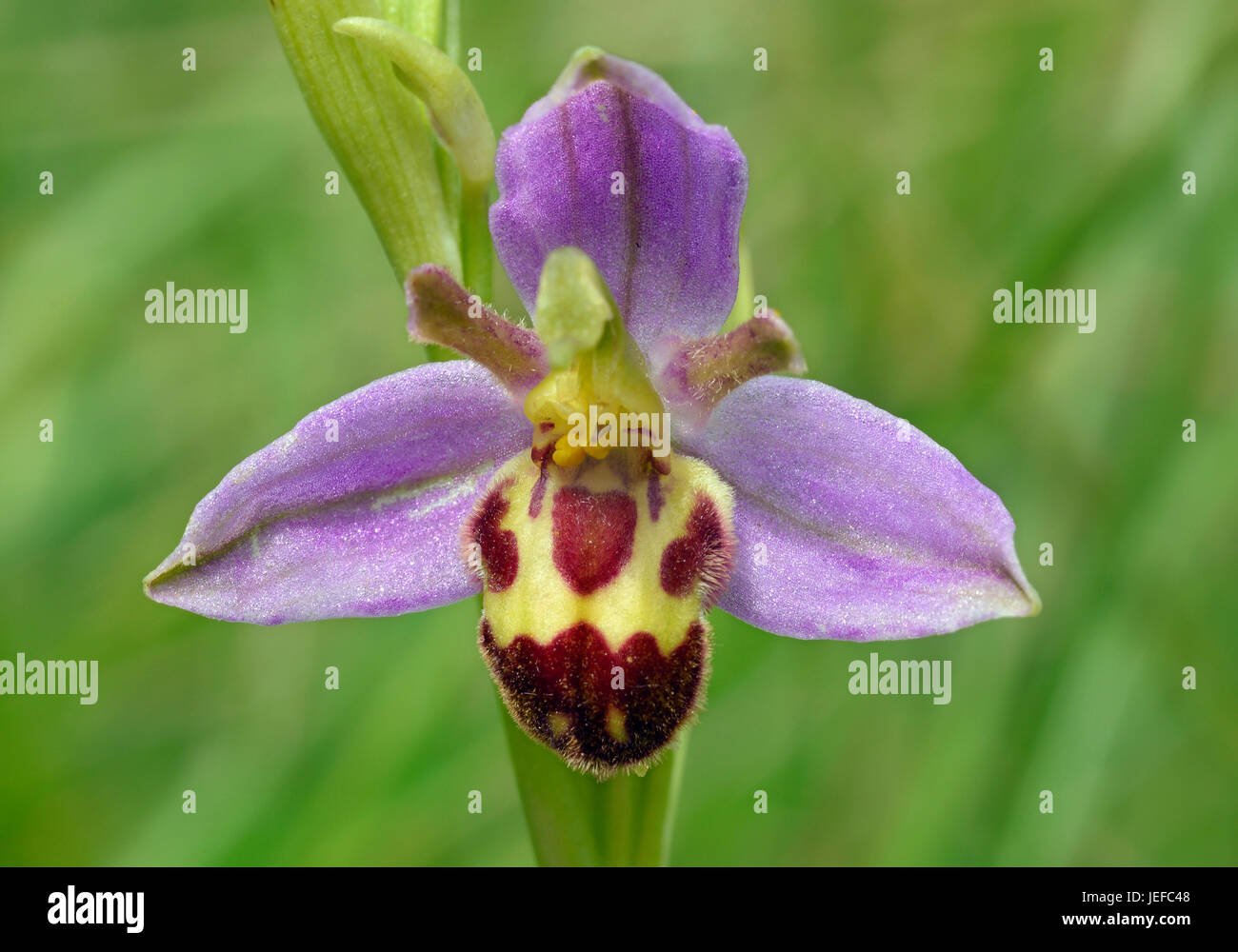 Bee Orchid - Ophrys Apifera Single flower close-up with redused lip ...