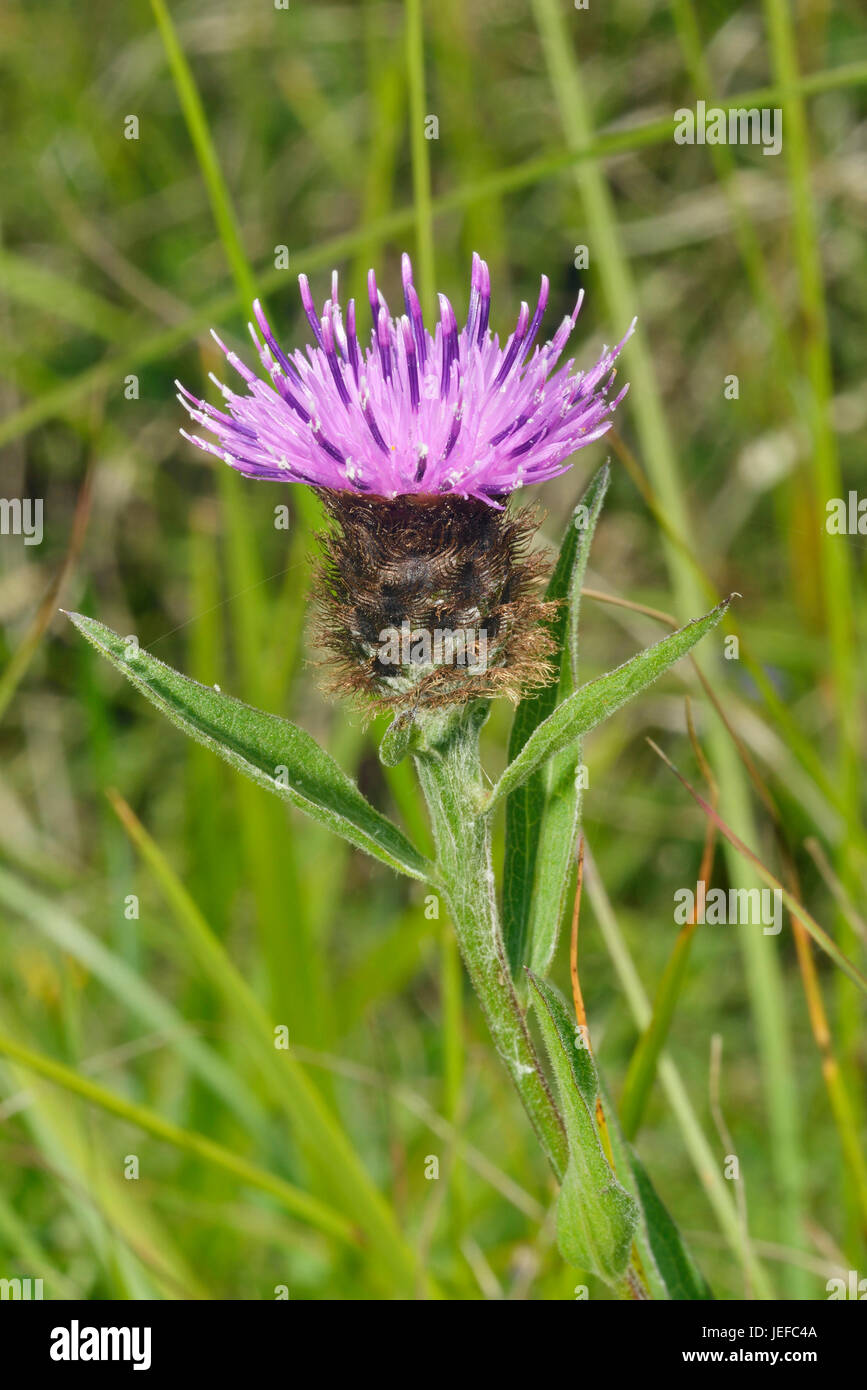 Black knapweed hi-res stock photography and images - Alamy