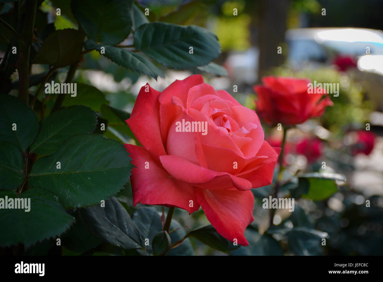 Rose rouge hi-res stock photography and images - Alamy