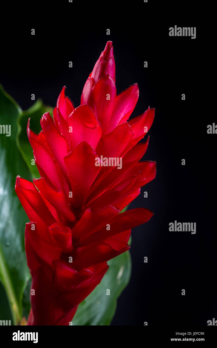 close up of a vivid red ginger bloom isolated on a black background ...