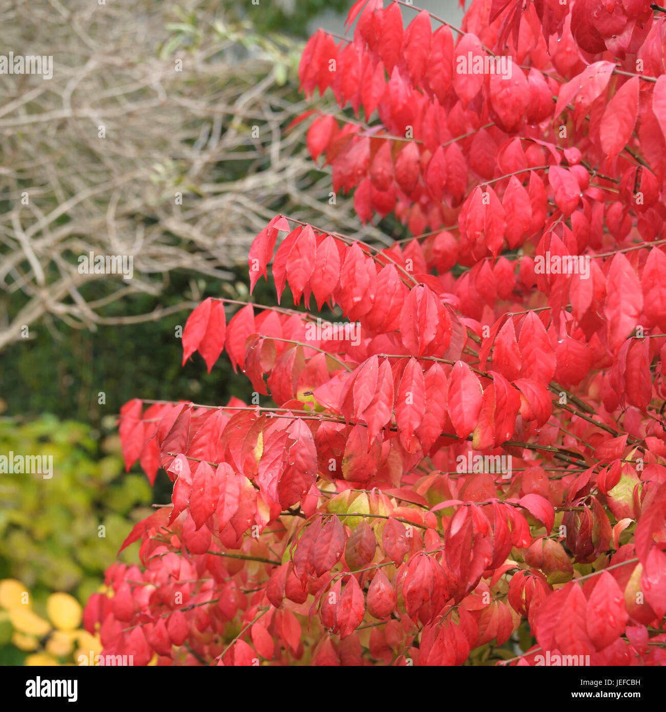 Wing-spindle shrub, Euonymus alatus Compactus , Flügel-Spindelstrauch ...