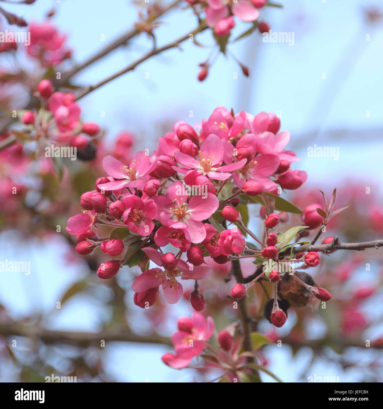 Flora adam hi-res stock photography and images - Alamy