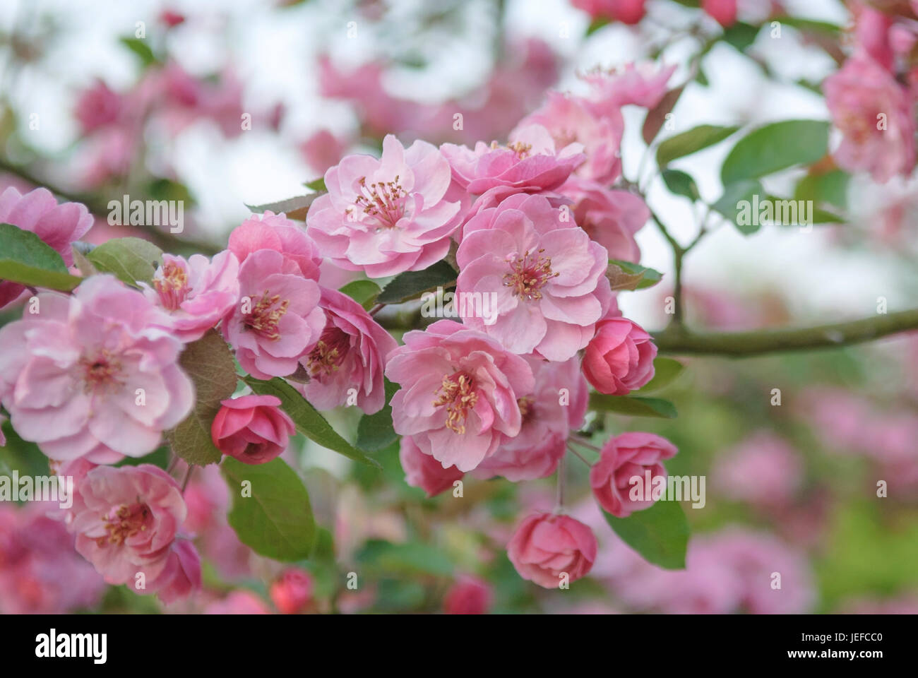 Ornamental apple tree malus brandy magic hi-res stock photography and ...
