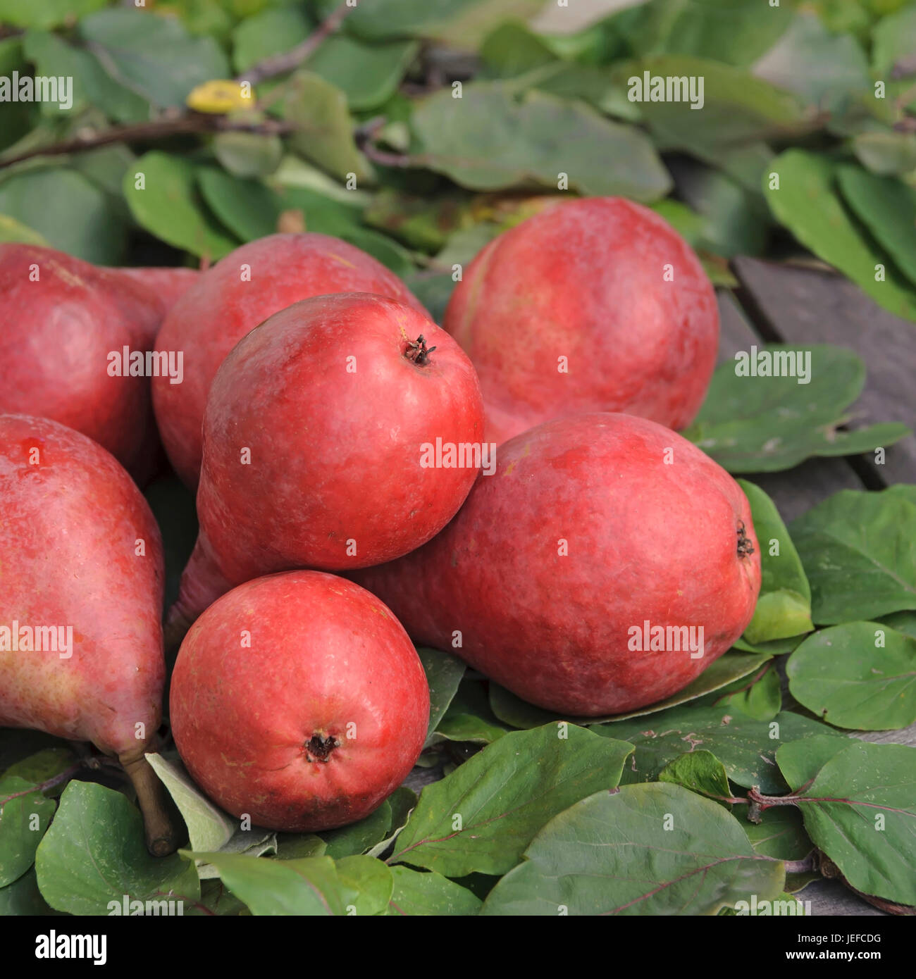 Pear, Pyrus communis Starkrimson , Birne (Pyrus communis 'Starkrimson ...