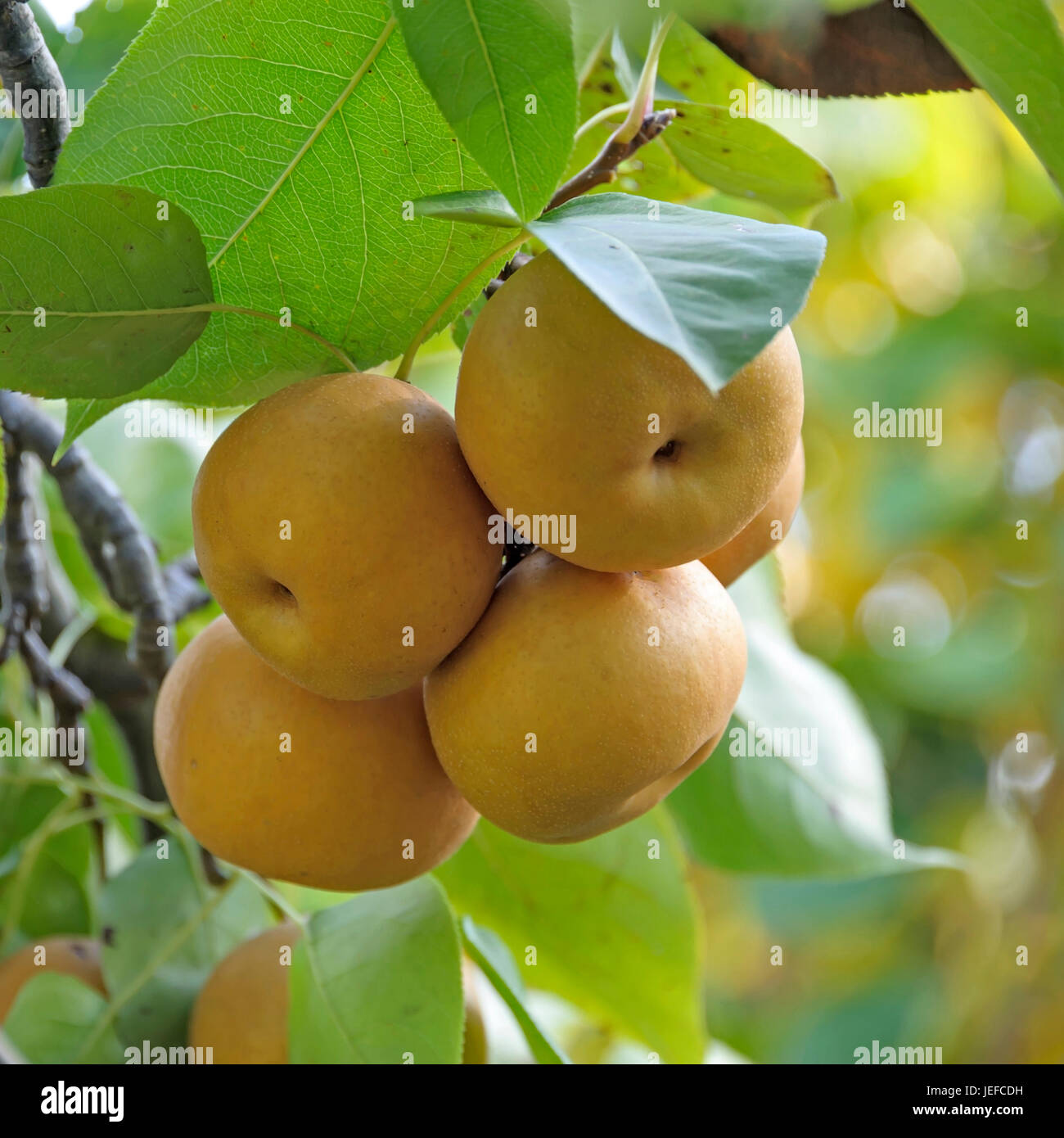 Nashi pear, Pyrus pyrifolia Kumoi , Nashi-Birne (Pyrus pyrifolia 'Kumoi ...