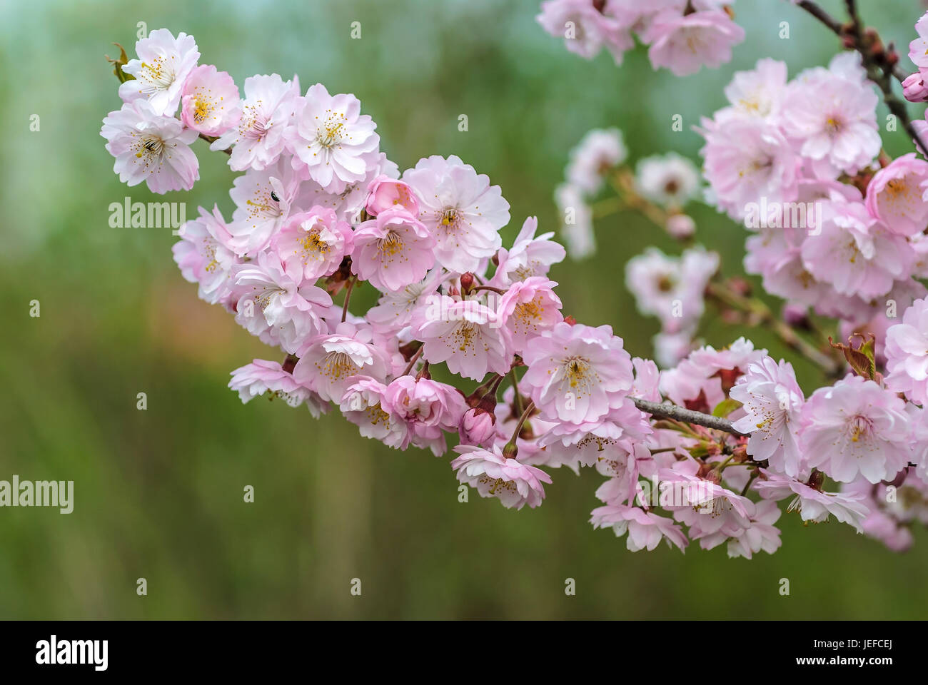 To winter cherry, Prunus subhirtella Autumnalis , Winterkirsche (Prunus ...