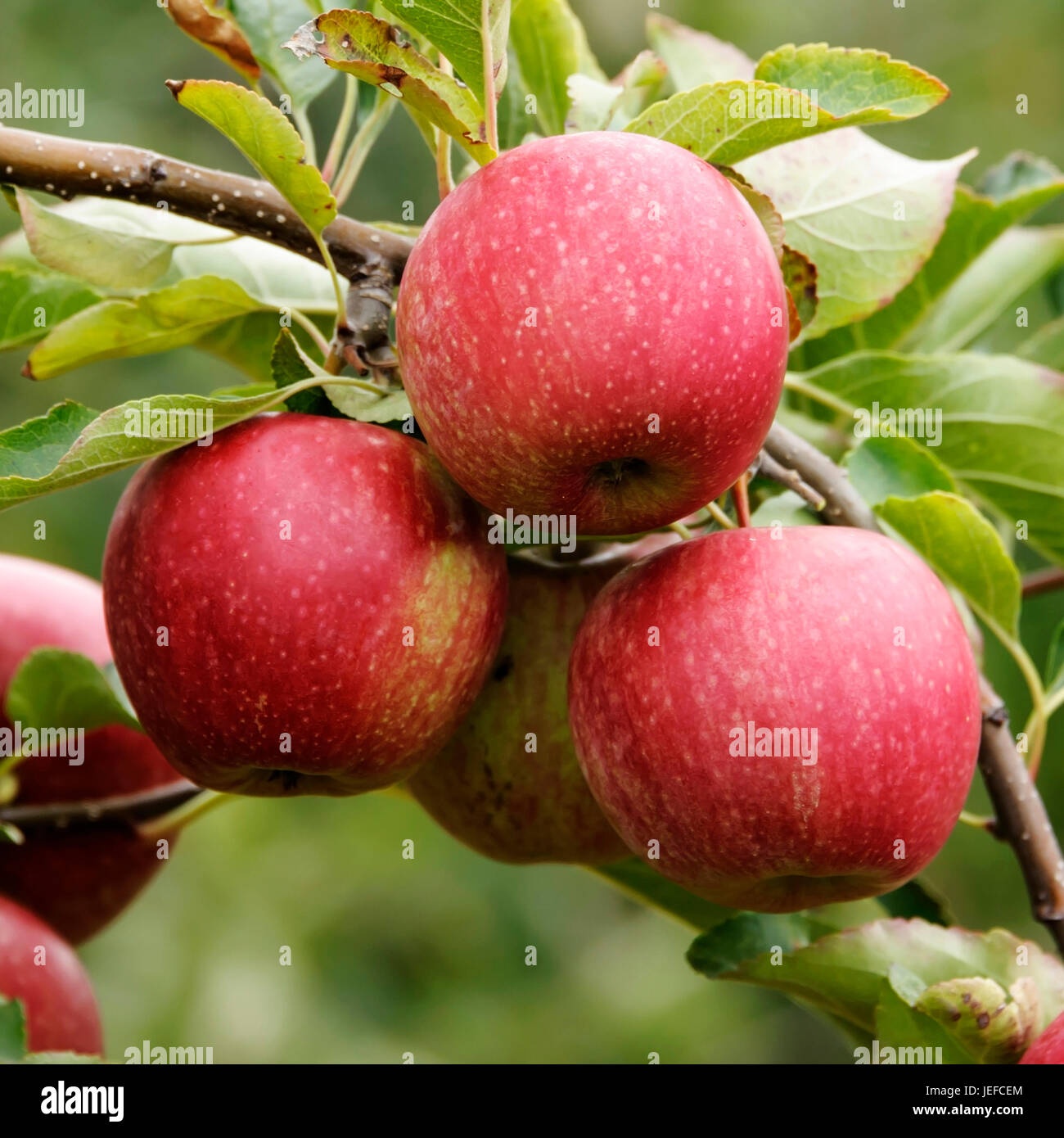 Apple, Malus domestica Cripps Red , Apfel (Malus domestica 'Cripps Red ...
