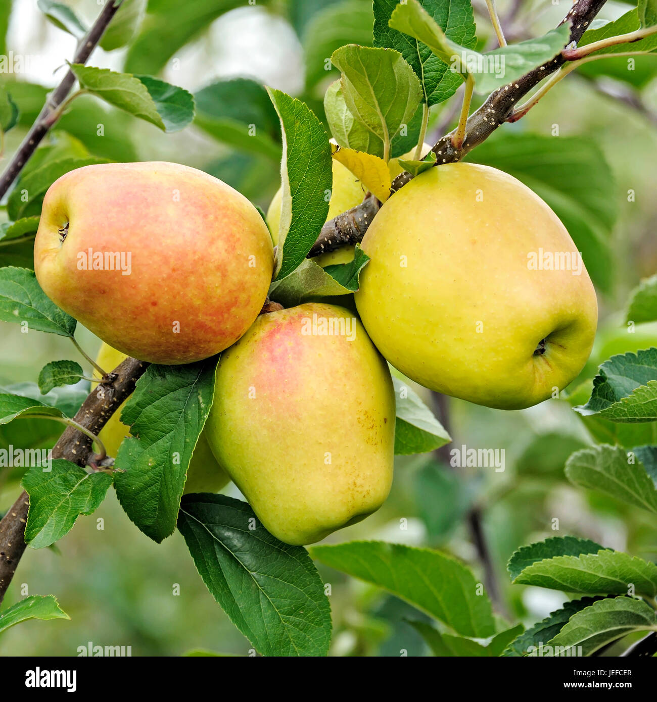 Iduna apples hi-res stock photography and images - Alamy