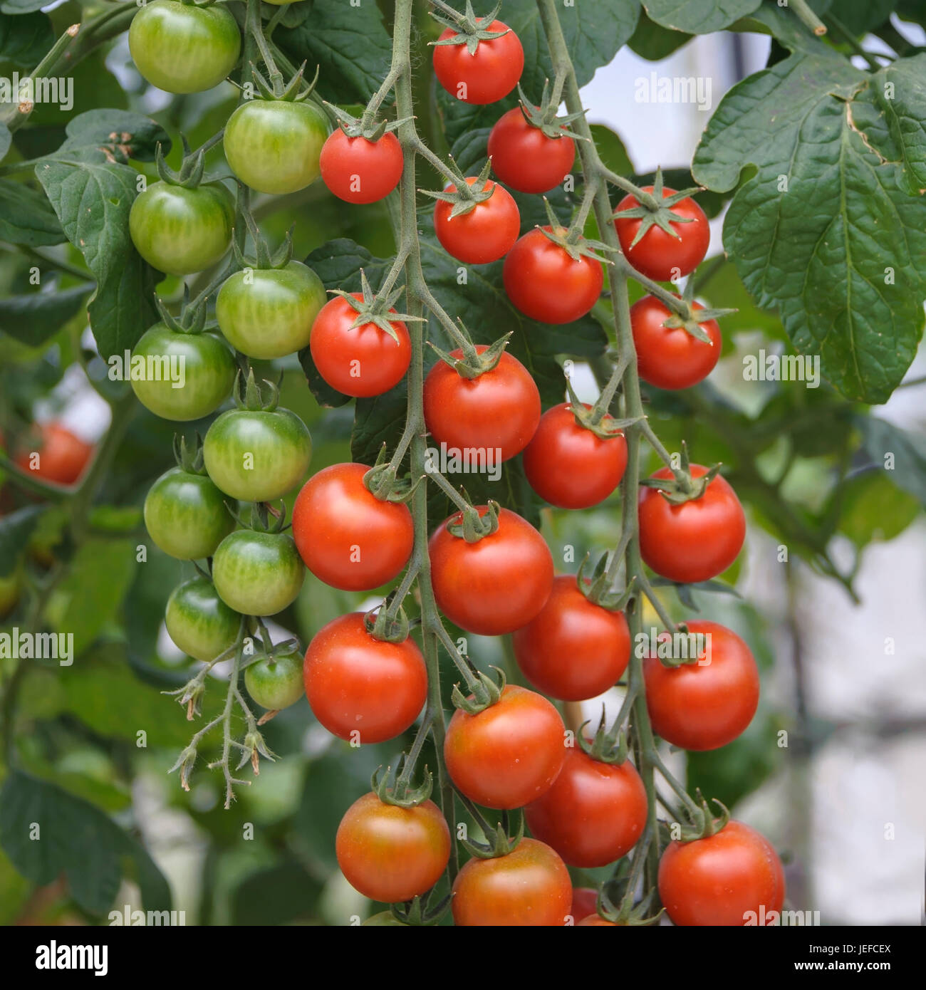 Cherry tomato, Solanum lycopersicum PICOLINO , Cocktail-Tomate (Solanum ...