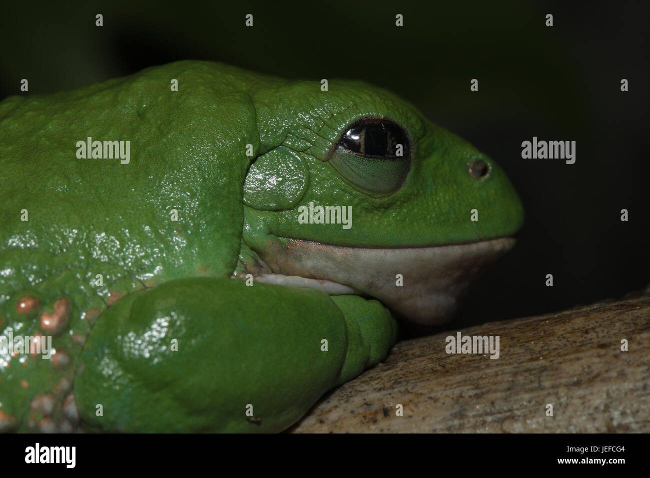Dumpy frog hi-res stock photography and images - Alamy