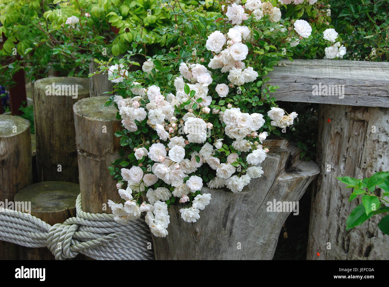 Rosa snow ballet rose hi-res stock photography and images - Alamy