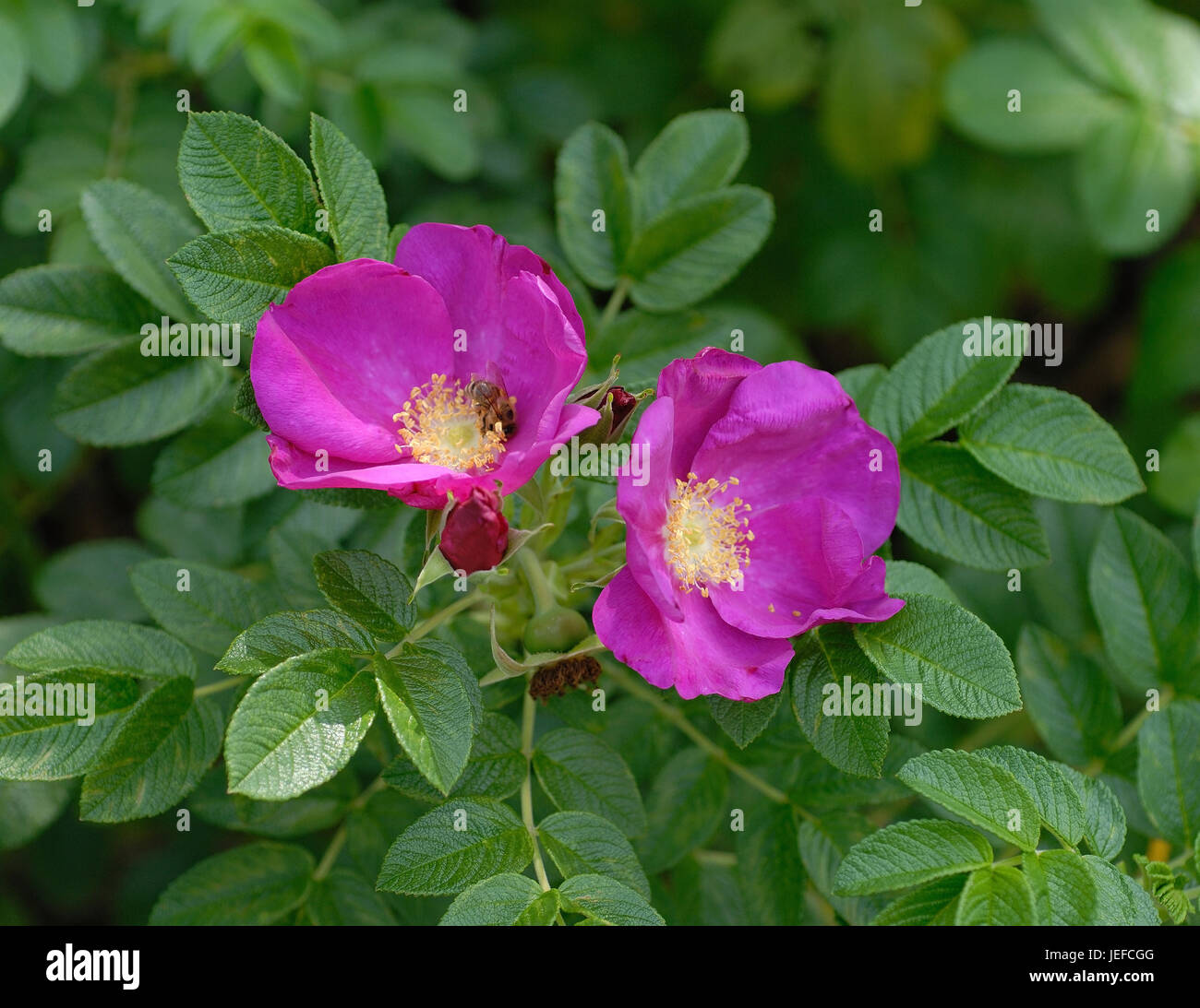 Rose rugosa, Rosa rugosa Stock Photo - Alamy