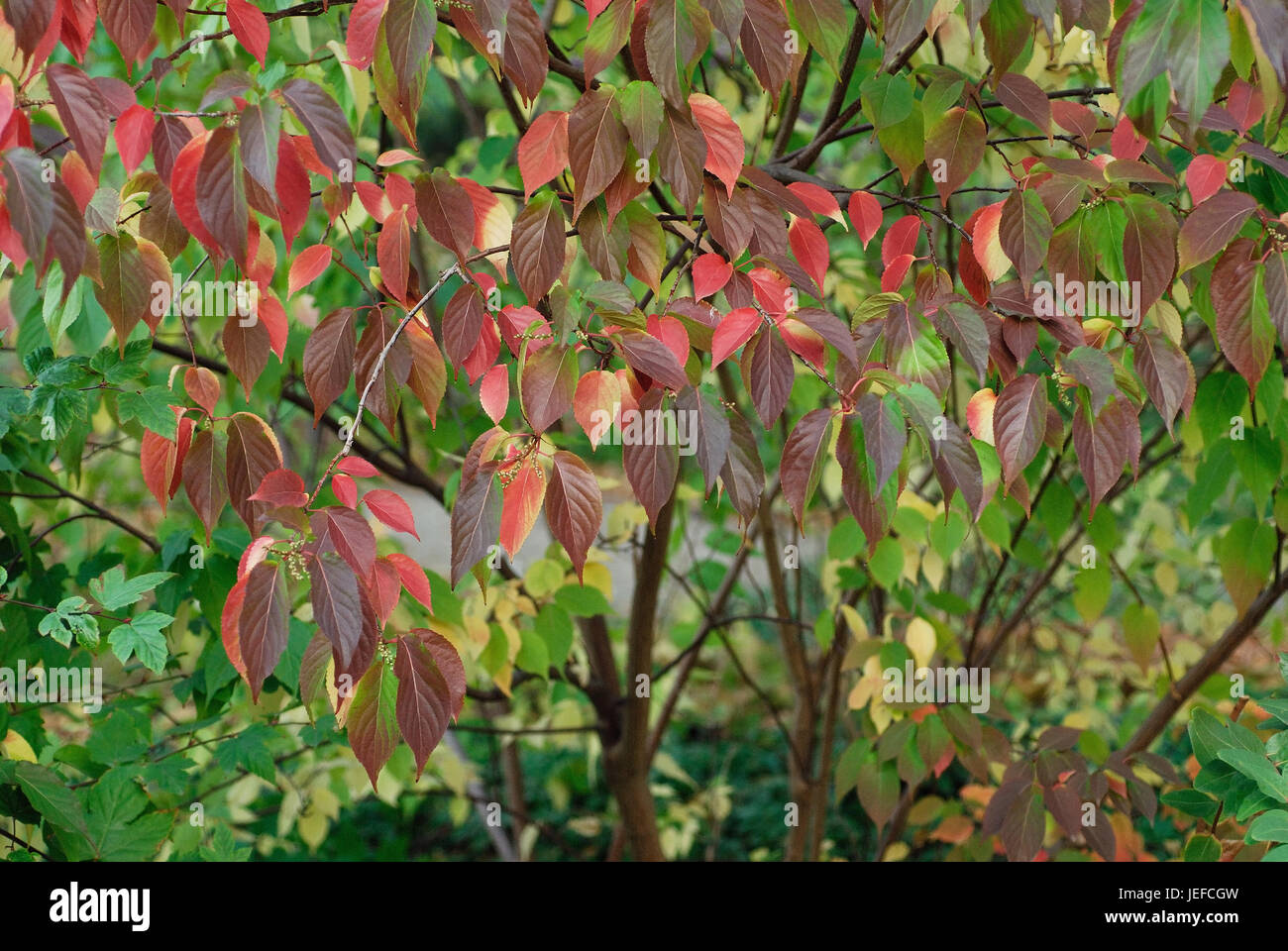 Stachyurus praecox hi-res stock photography and images - Alamy