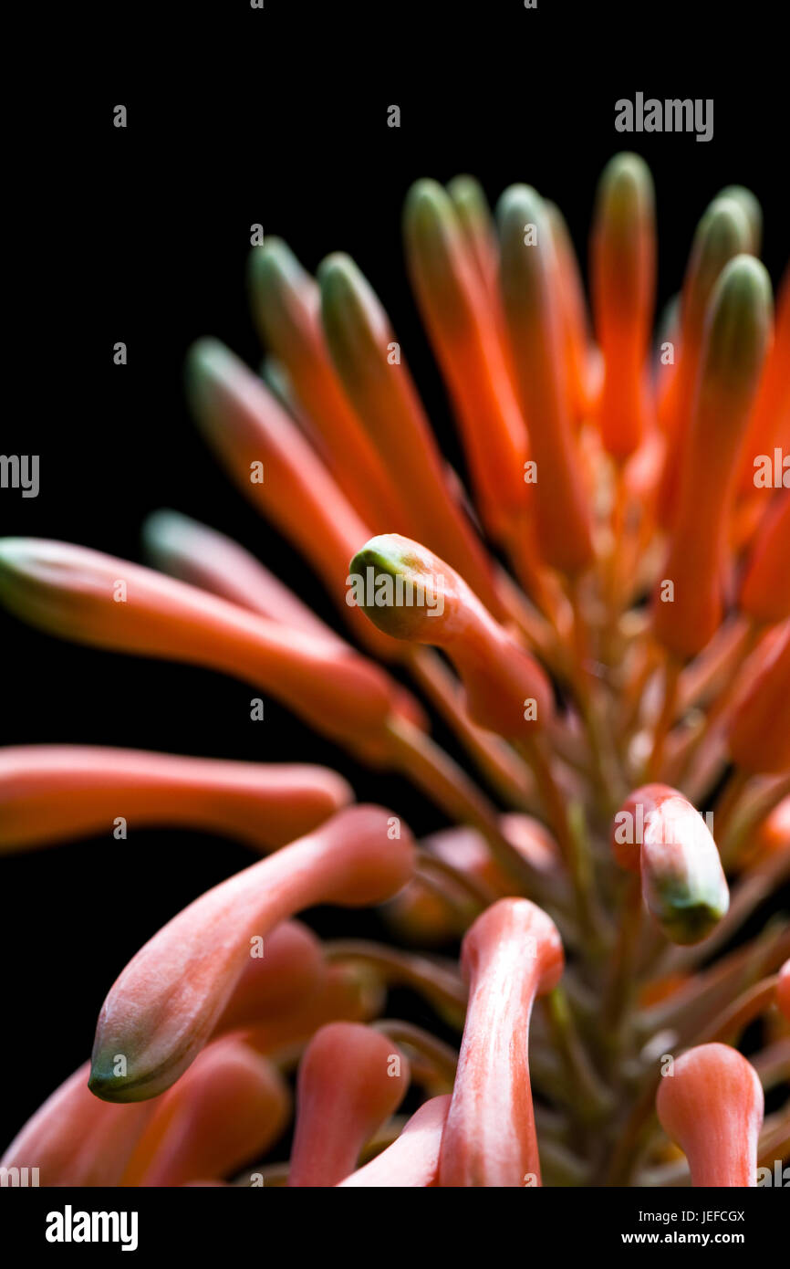 close up of a young bloom on an aloe plant with a vivid orange color ...