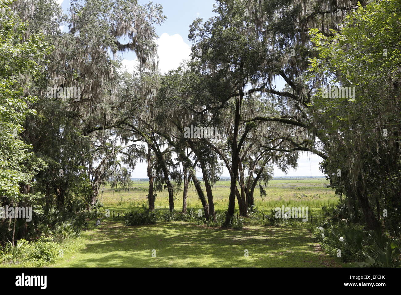 Paynes Prairie Preserve State Park, FL Stock Photo - Alamy