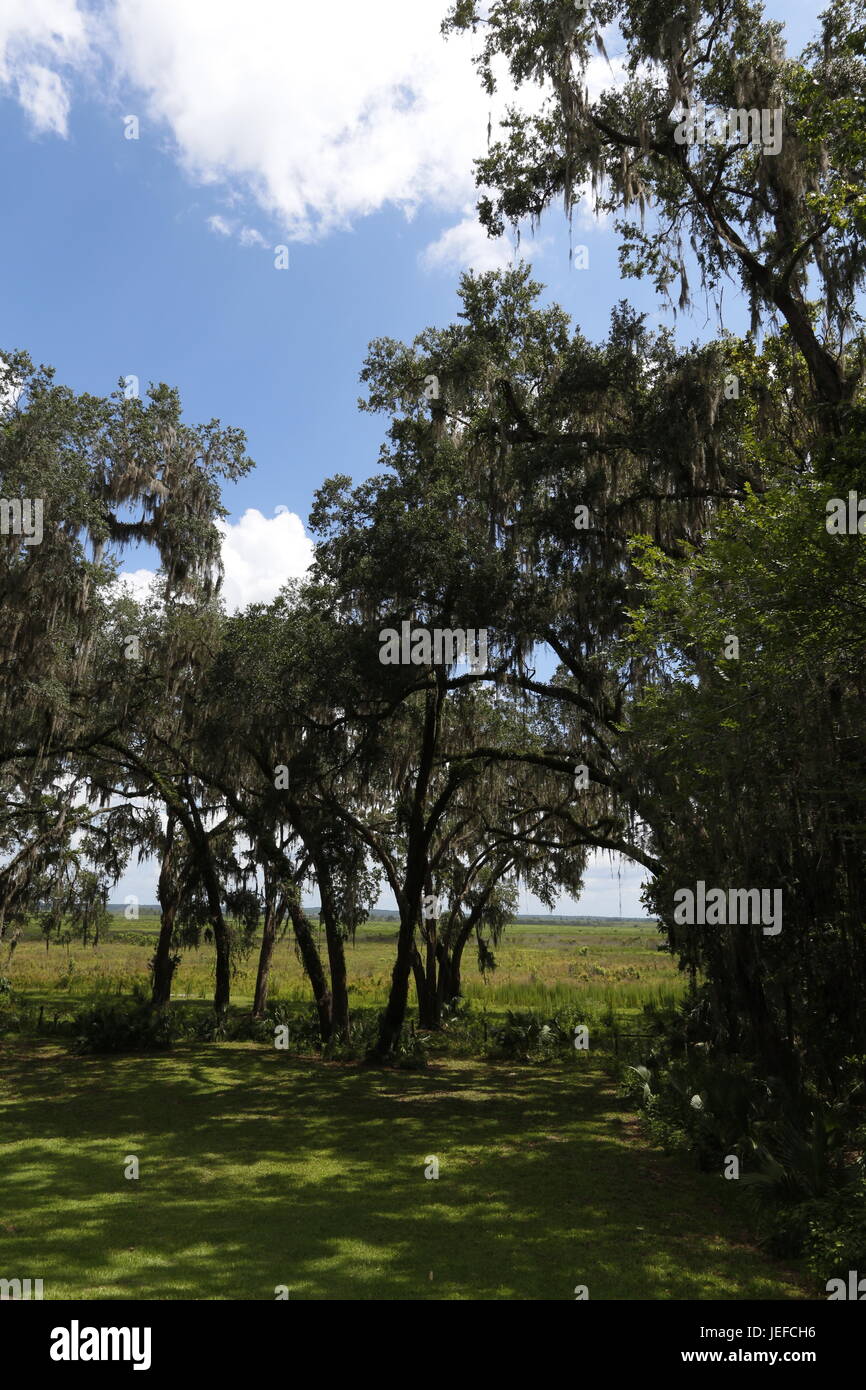 Paynes prairie preserve state park hi-res stock photography and images ...