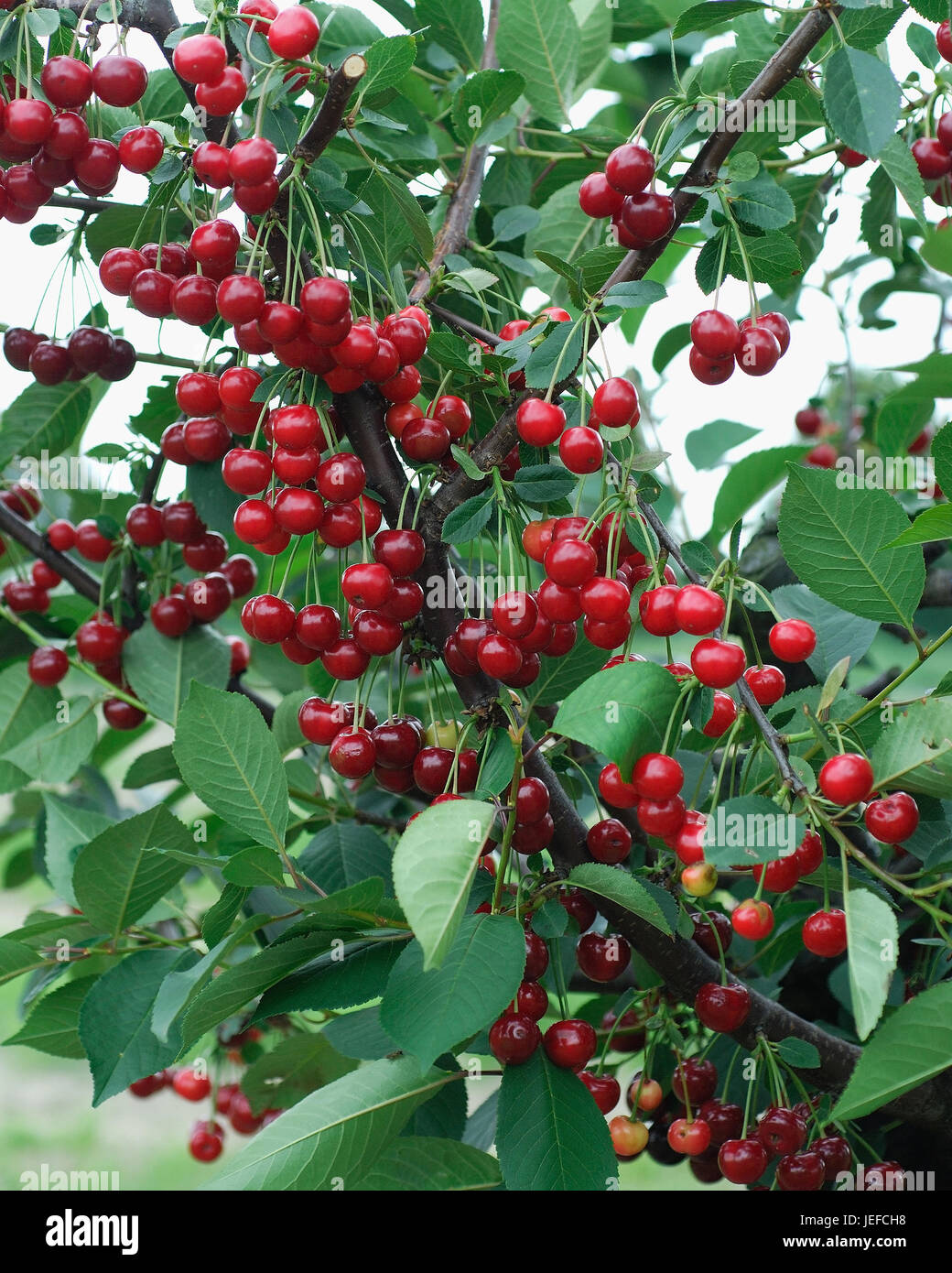 Prunus cerasus Schar?, Prunus cerasus 'Scharö' Stock Photo - Alamy