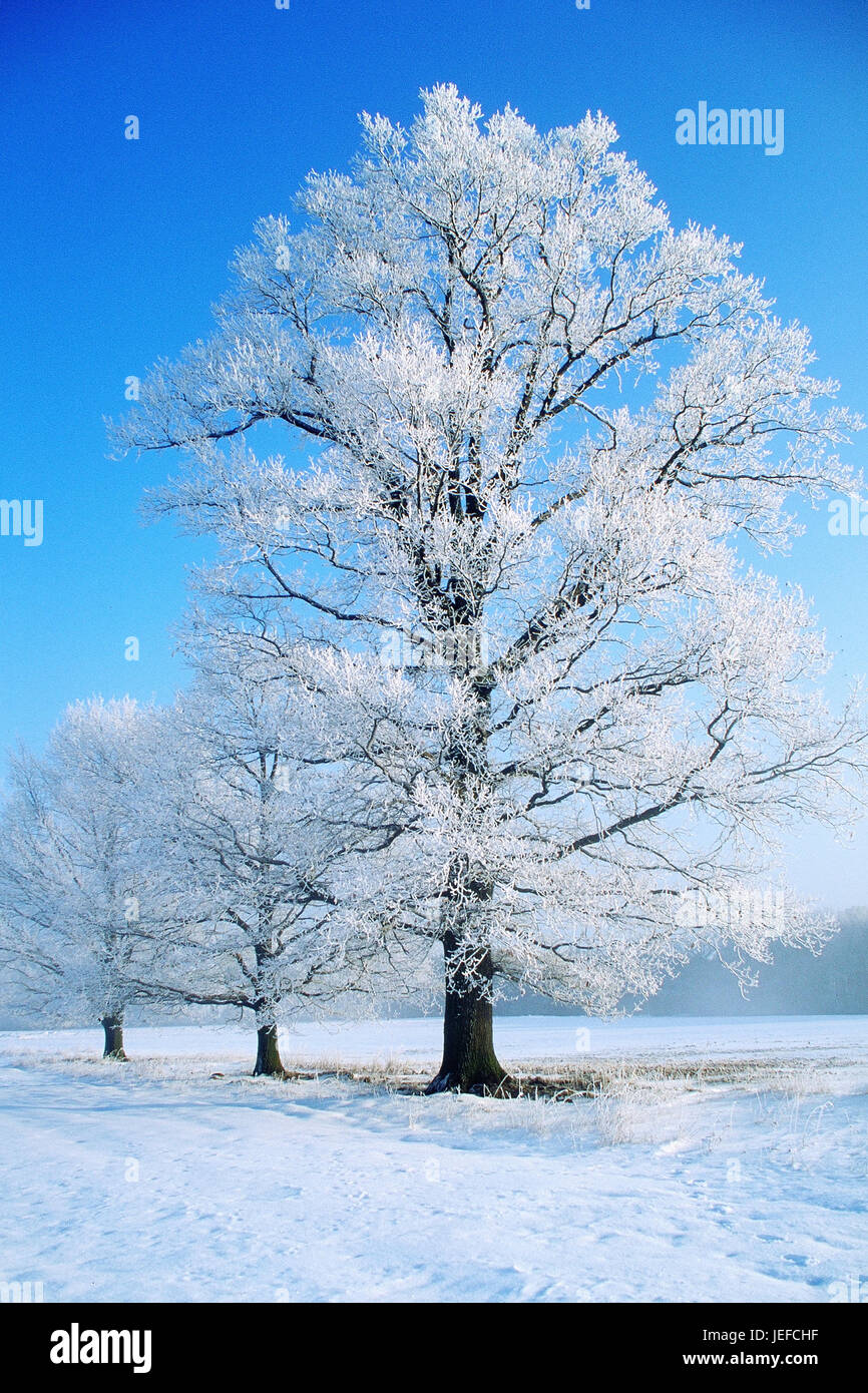 Traubeneiche hi-res stock photography and images - Alamy