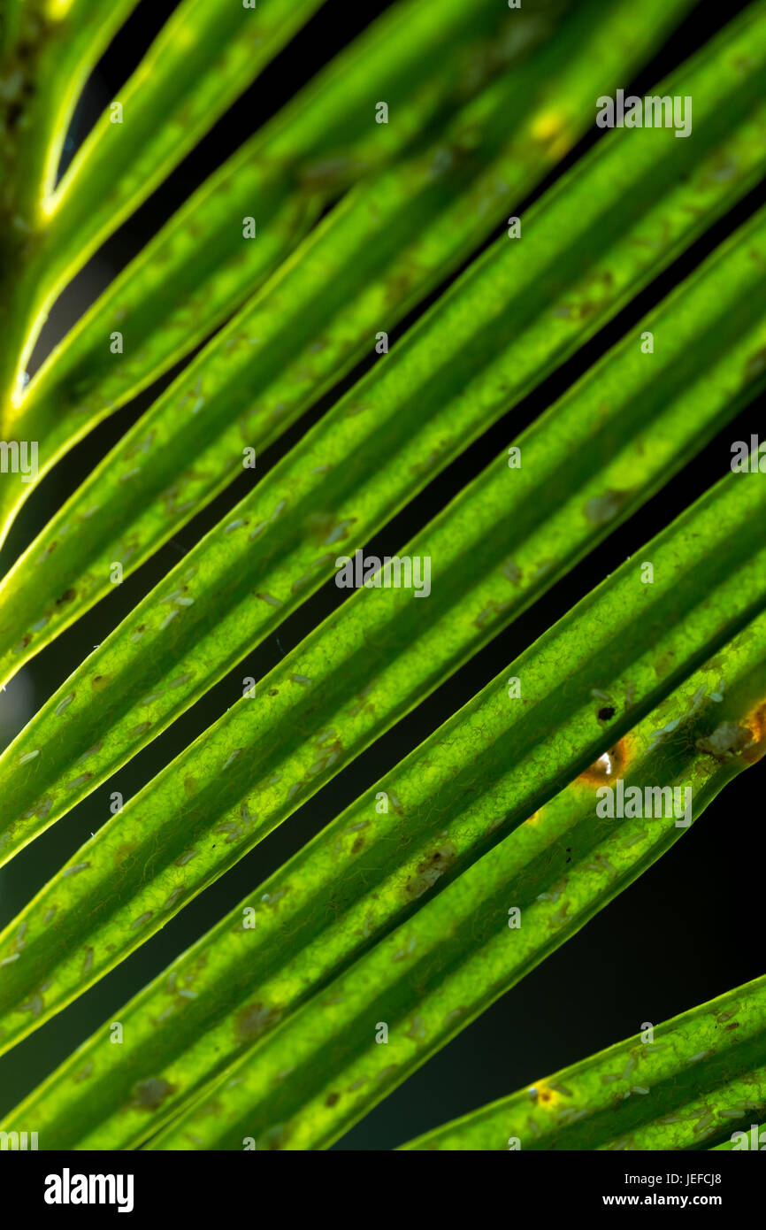 close up of a green palm leaf as a background with little tinny larvae ...