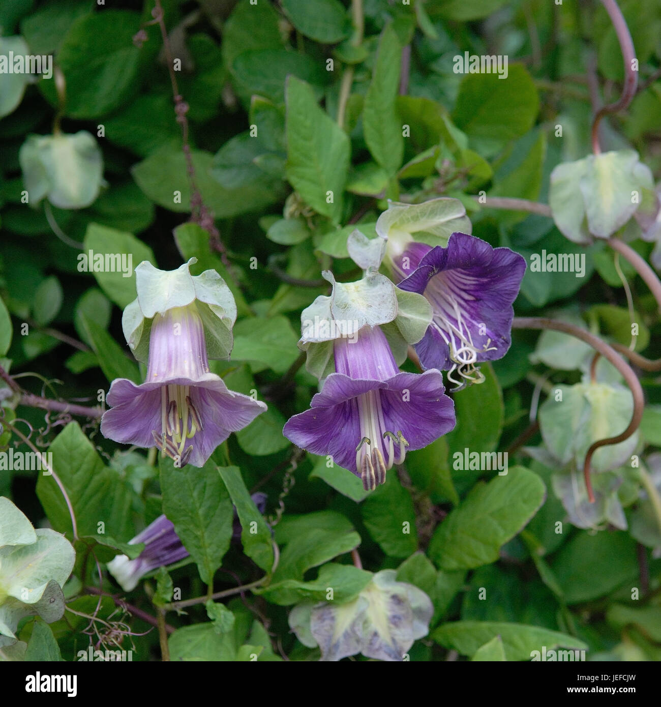 Cobaea flower hi-res stock photography and images - Alamy