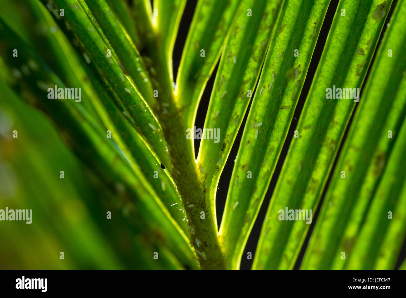 close up of a green palm leaf as a background with little tinny larvae ...