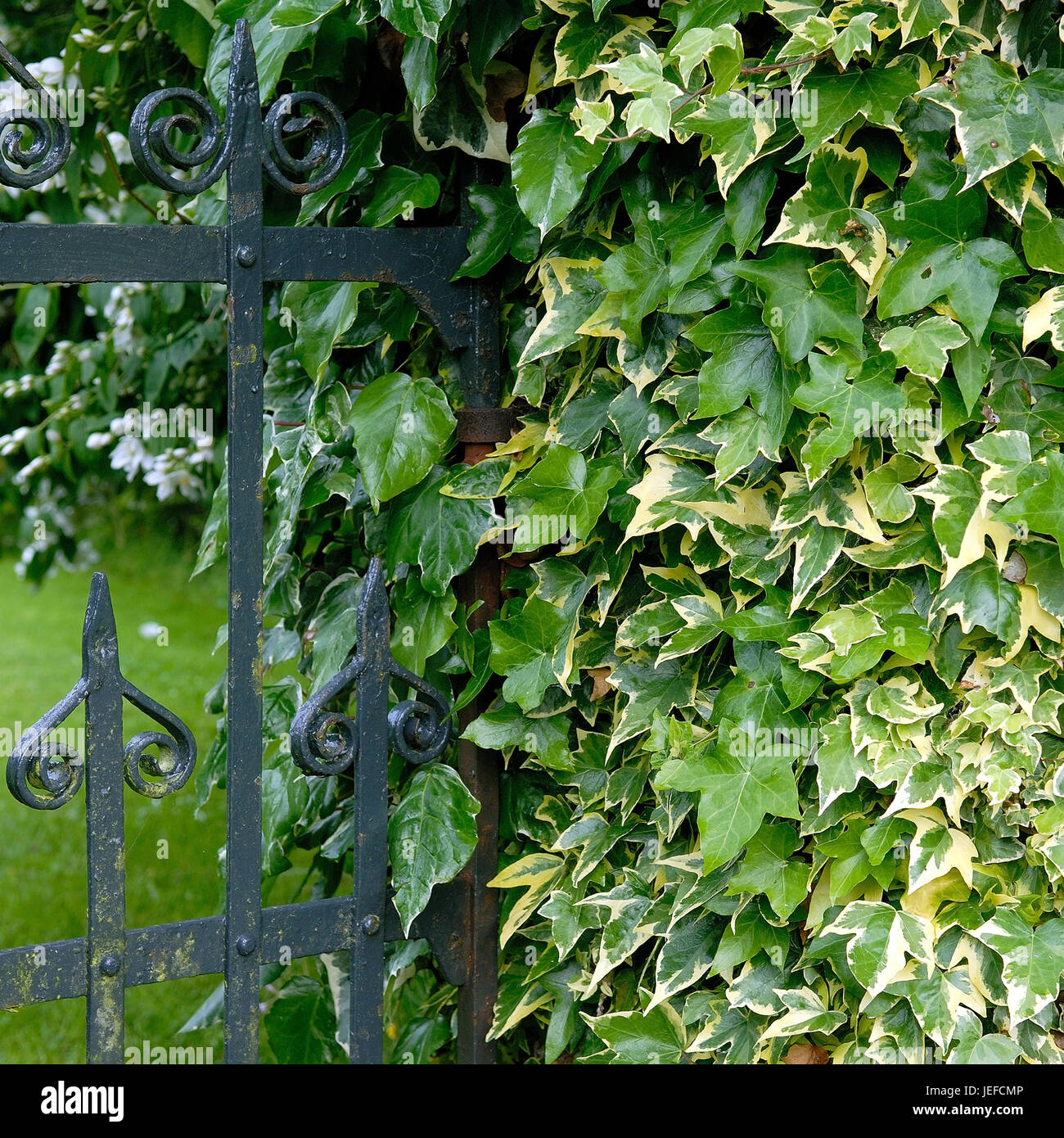 Hedera helix Goldchild, Hedera helix 'Goldchild' Stock Photo - Alamy