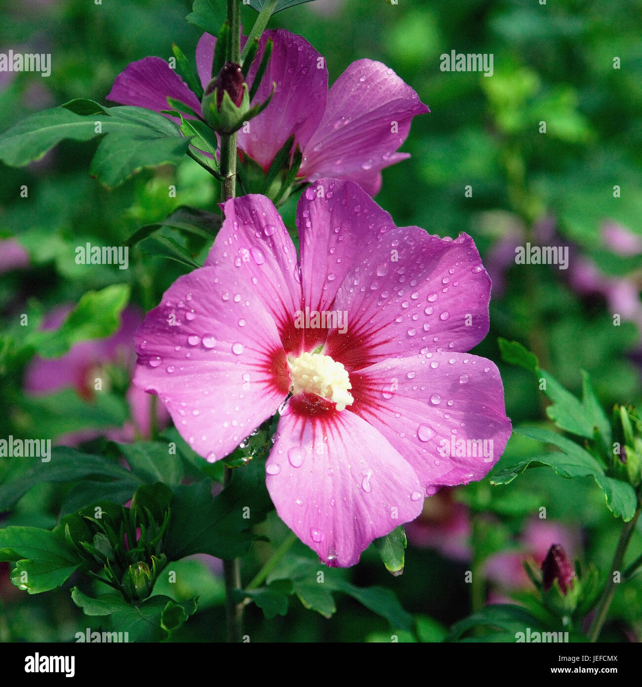 Hibiscus Syriacus High Resolution Stock Photography and Images - Alamy