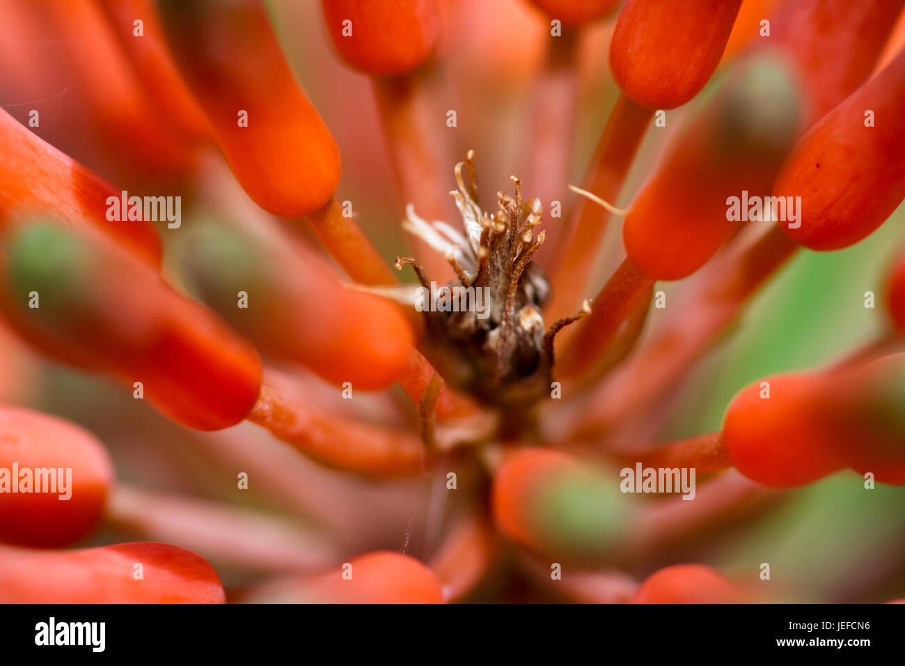 close up of a young bloom on an aloe plant with a vivid orange color ...