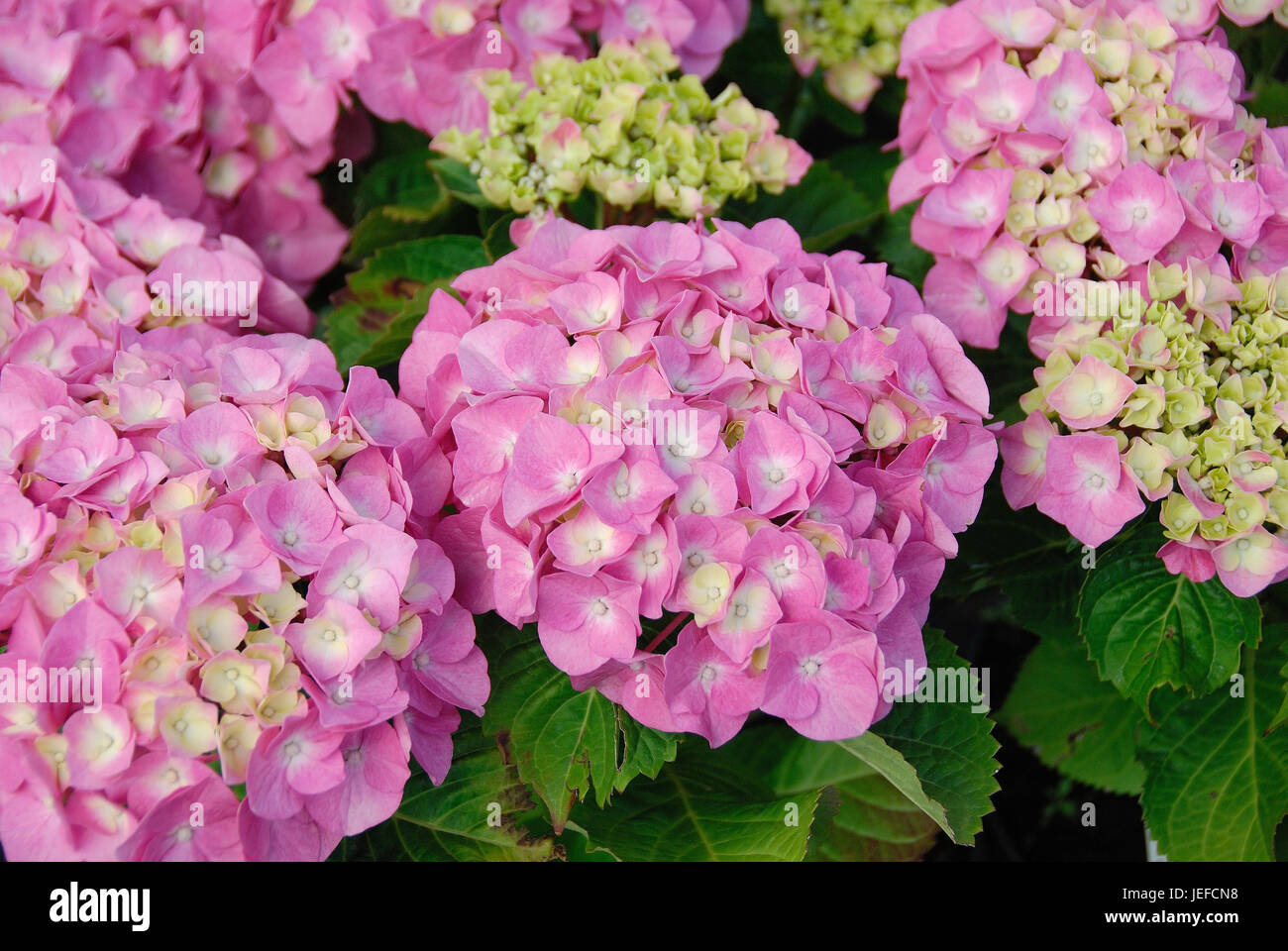 Hydrangea macrophylla the Berlin Spree, Hydrangea macrophylla 'Berliner ...