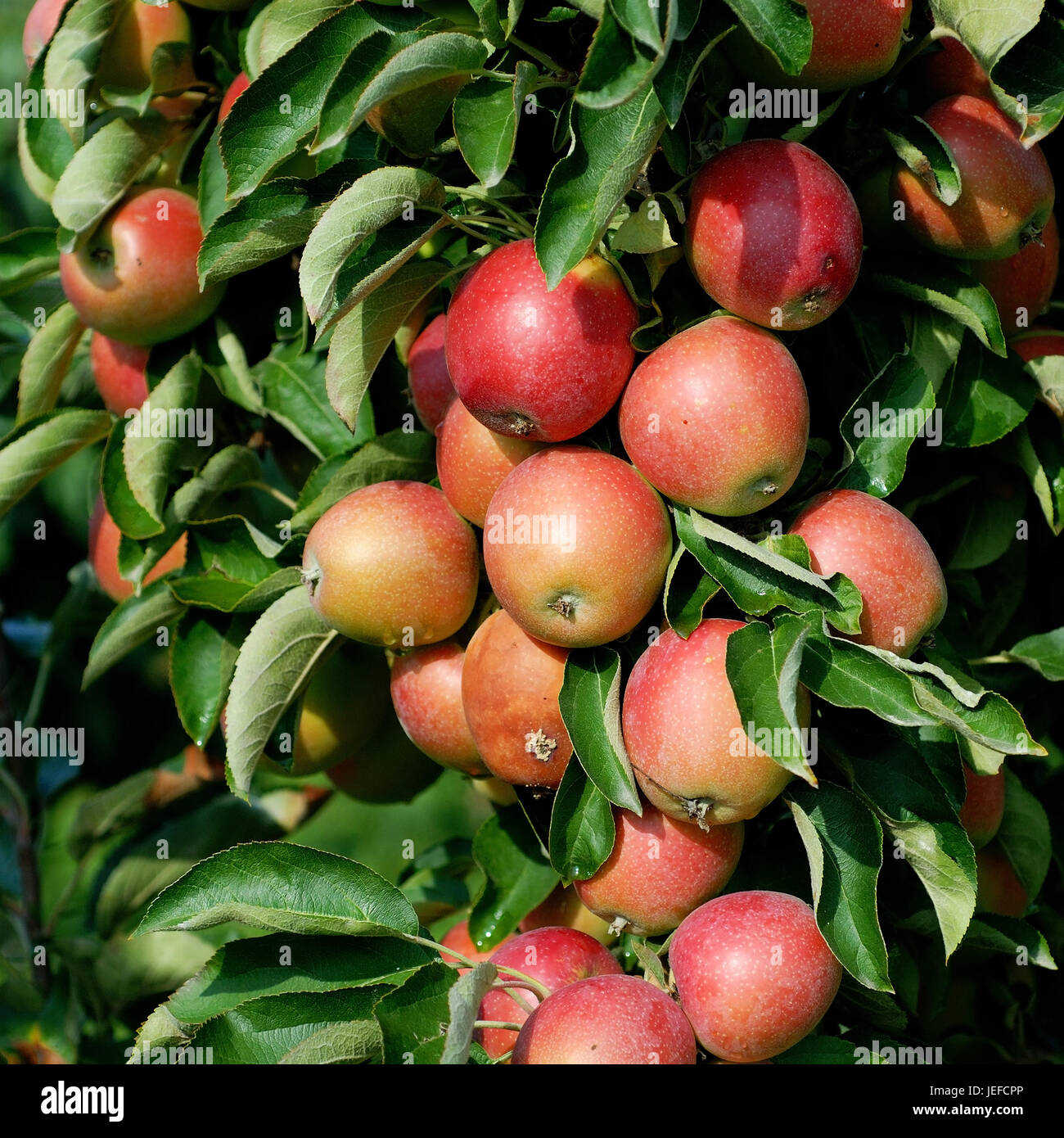 Malus domestica polka, Malus domestica 'Polka' Stock Photo - Alamy