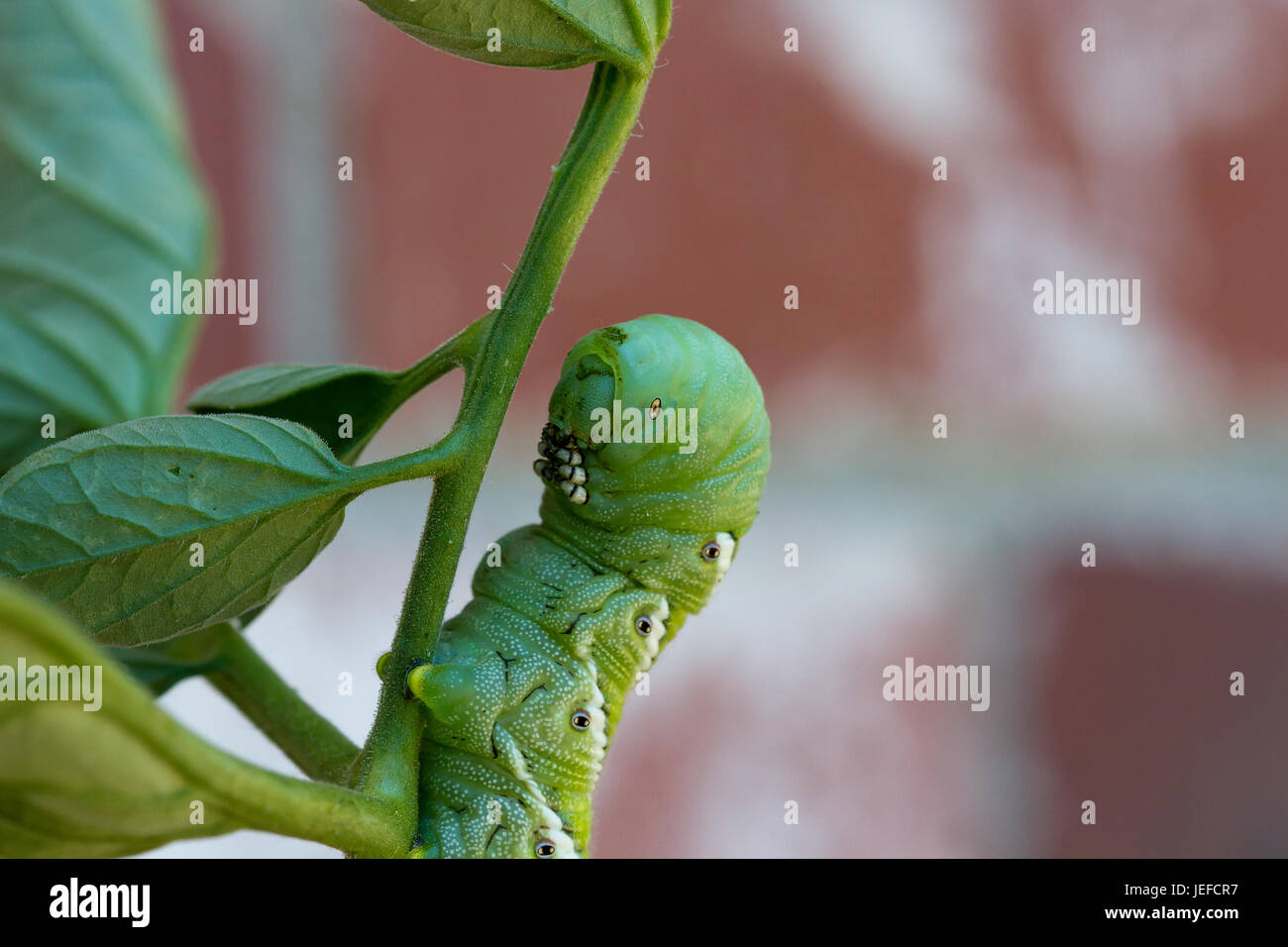 Tobacco hornworm caterpillar sphingidae hi-res stock photography and ...